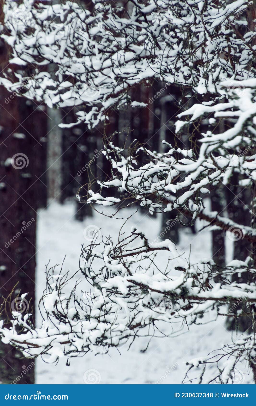 Tree Twigs Covered with White Snow in the Forest in Winter Stock Photo ...
