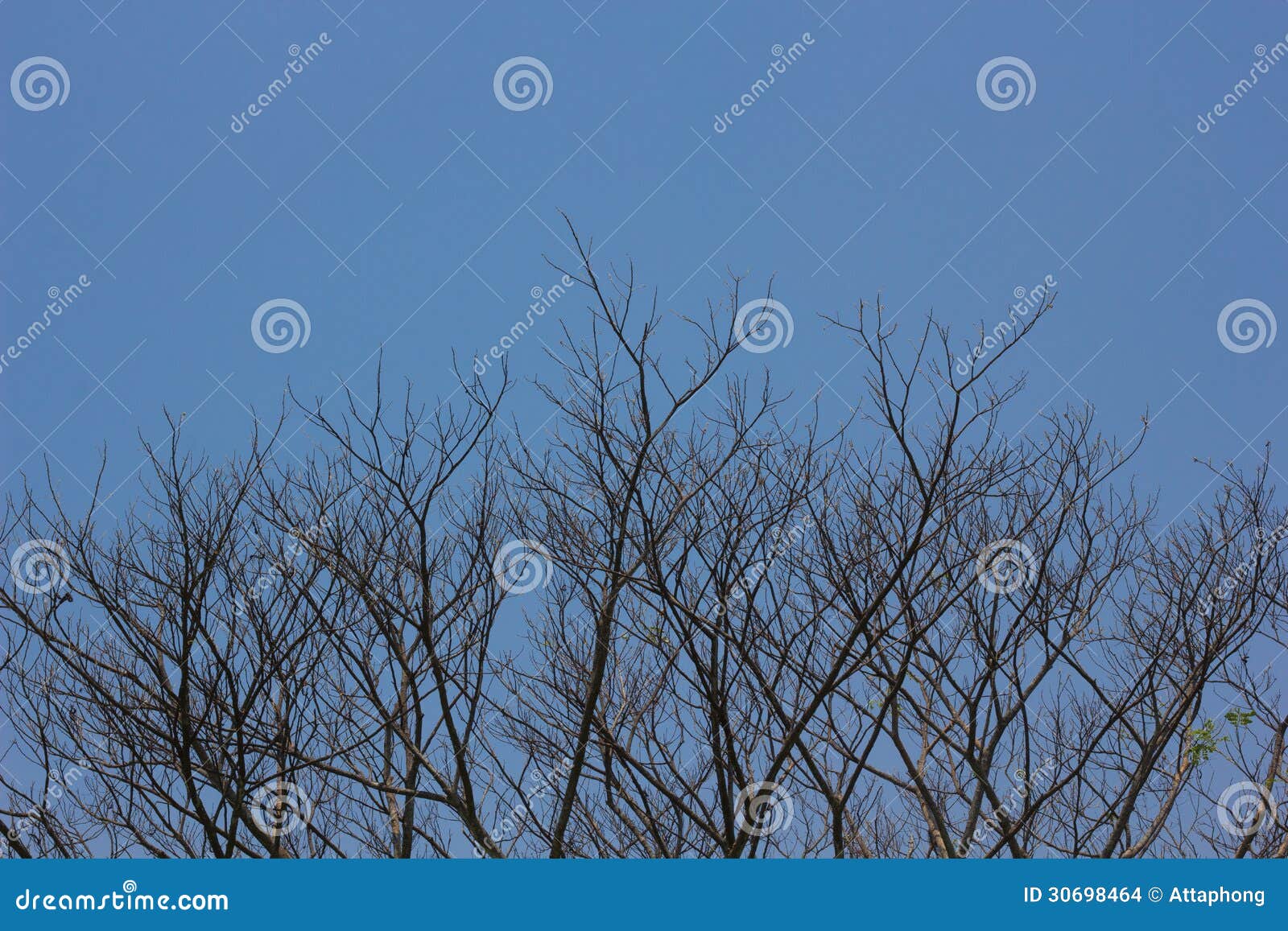 Tree twigs stock photo. Image of tree, wallpaper, background - 30698464
