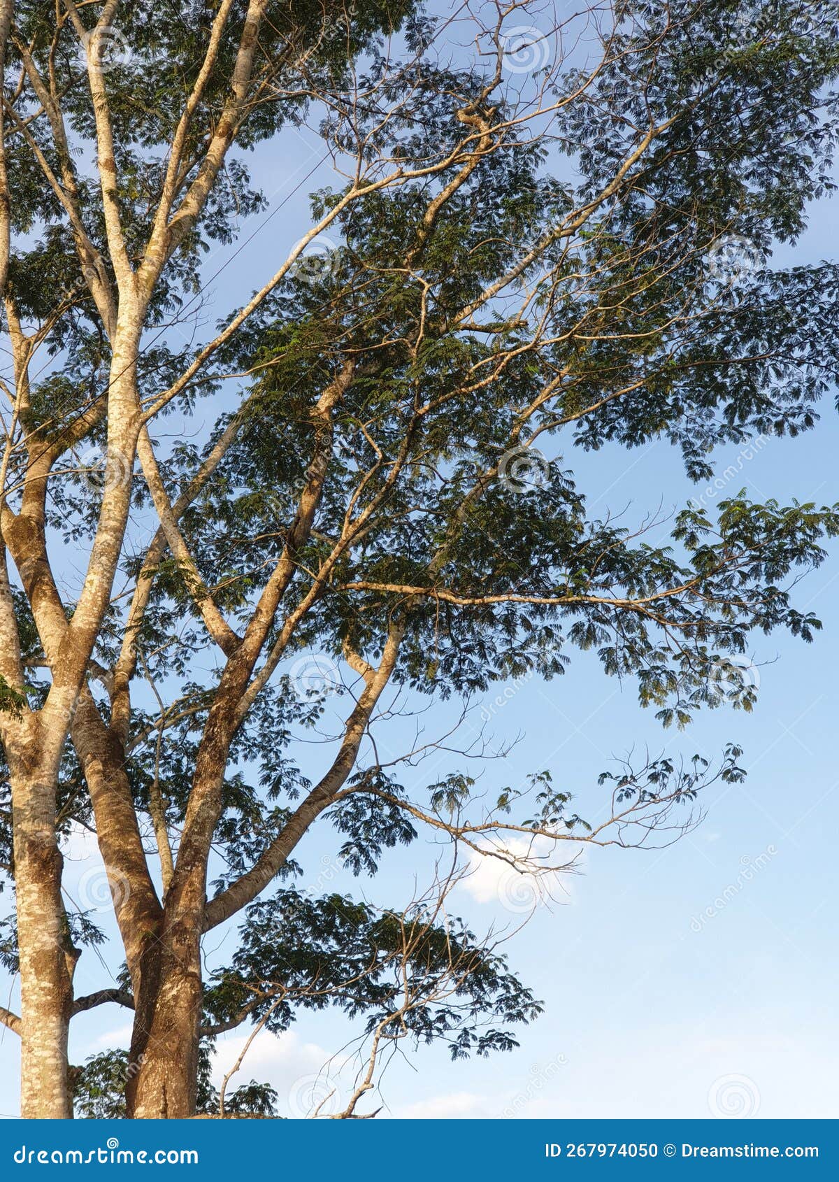 Tree twigs natur stock photo. Image of blossom, produce - 267974050