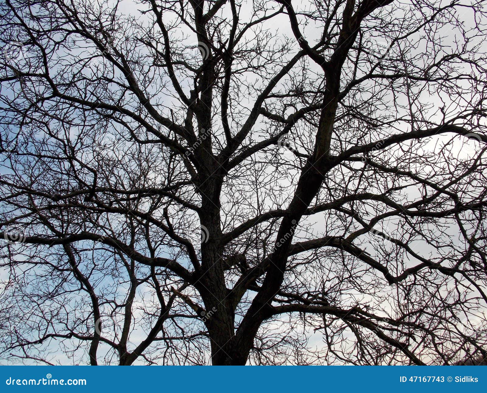 Tree twigs stock image. Image of natural, twig, garden - 47167743