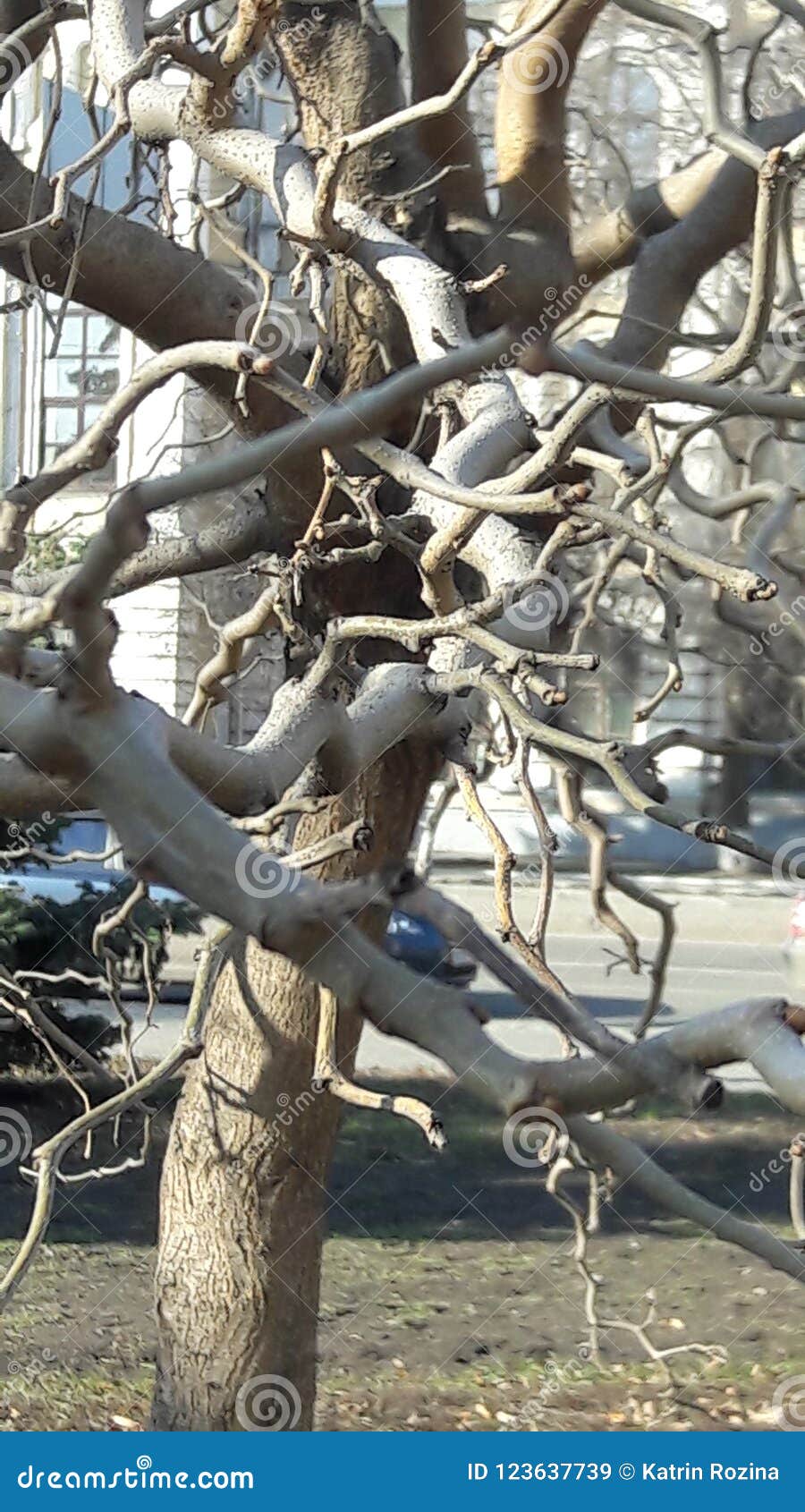 Tree with twigs stock image. Image of town, twigs, spring - 123637739