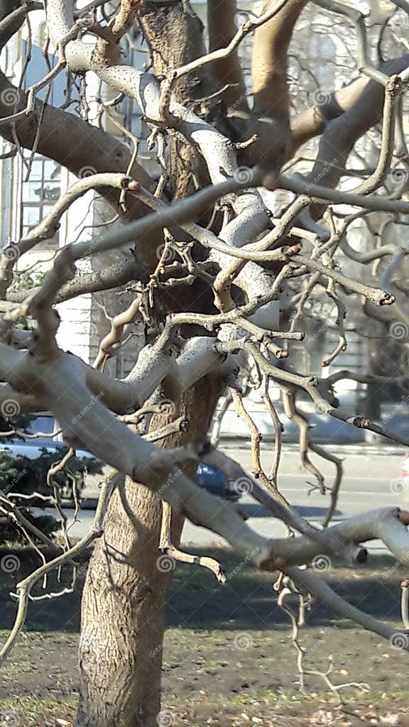 Tree with twigs stock image. Image of town, twigs, spring - 123637739