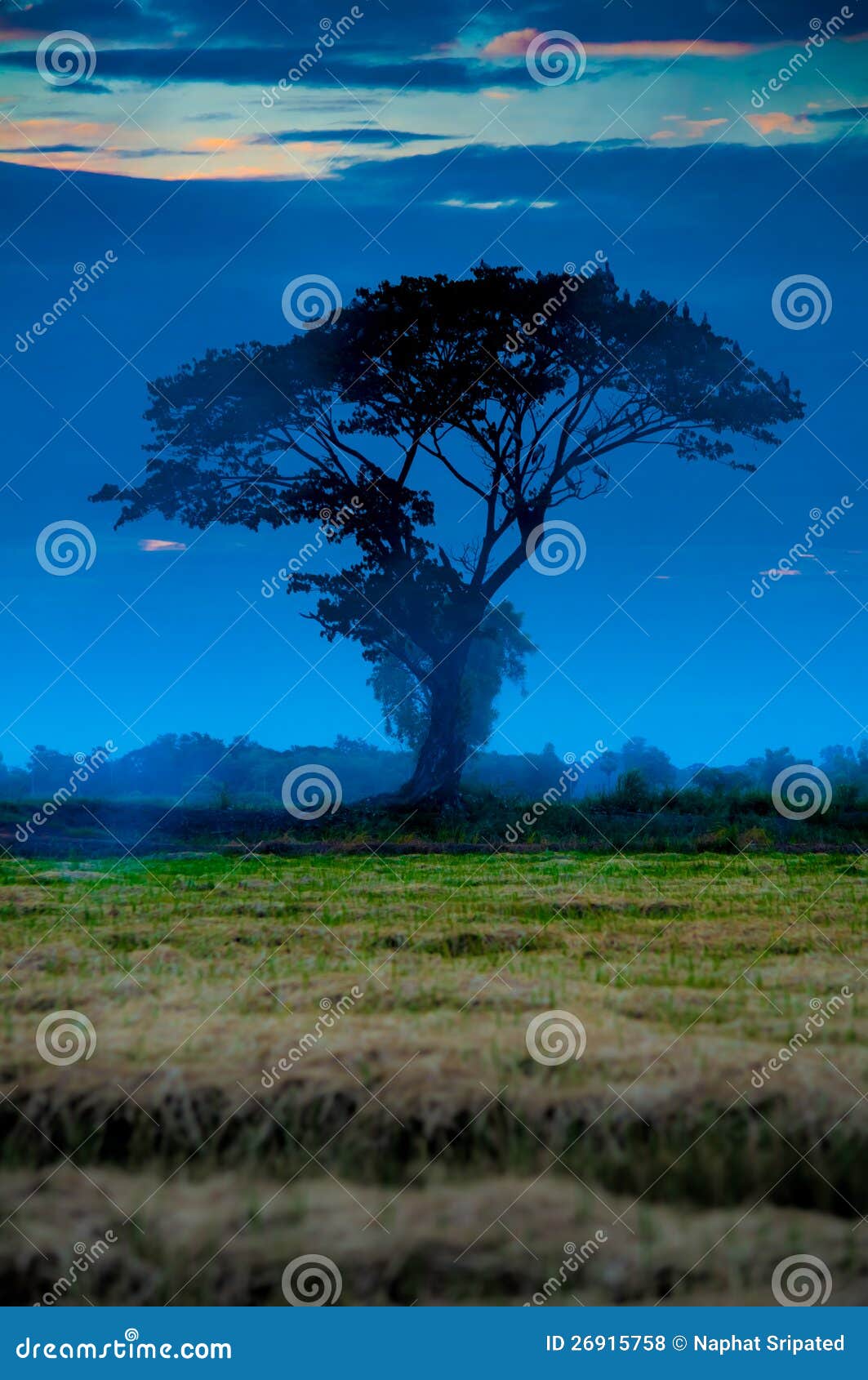 Tree in Twilight stock photo. Image of night, dark, autumn - 26915758