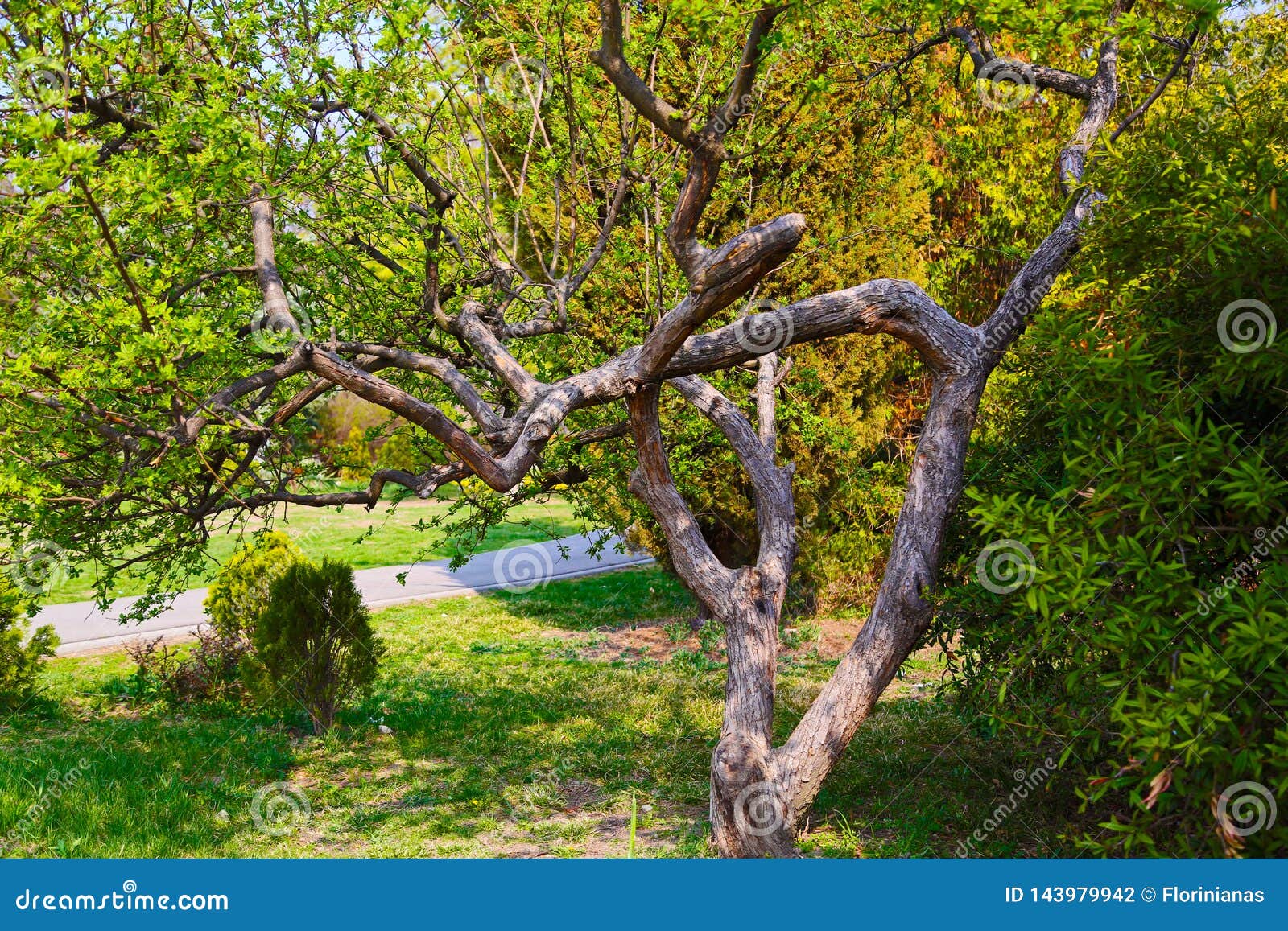 Tree with Twisted Branches in a Park in Sun Light. Stock Photo - Image ...