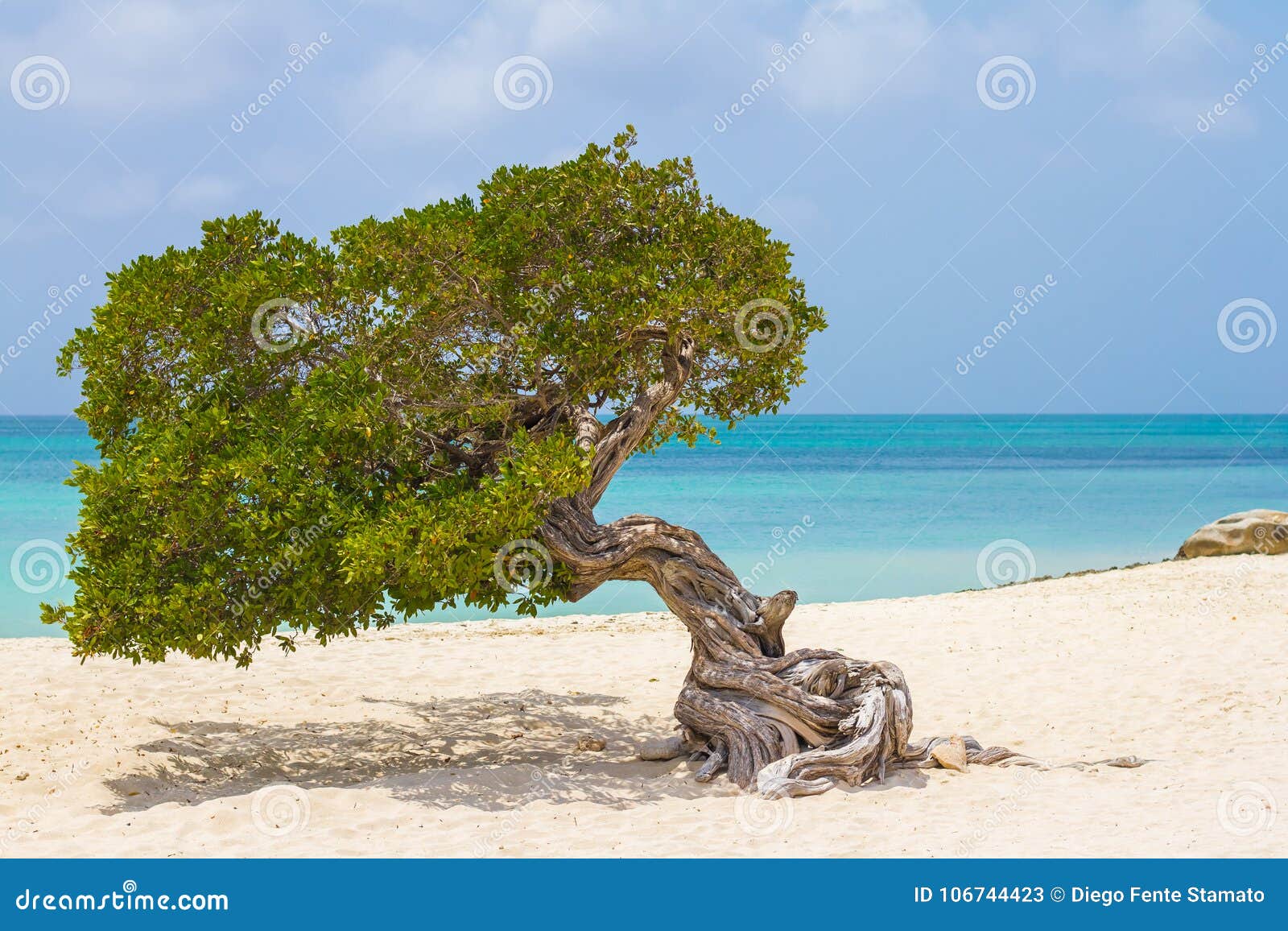 Tree Twisted in Eagle Beach, Aruba. Stock Image - Image of landscape ...