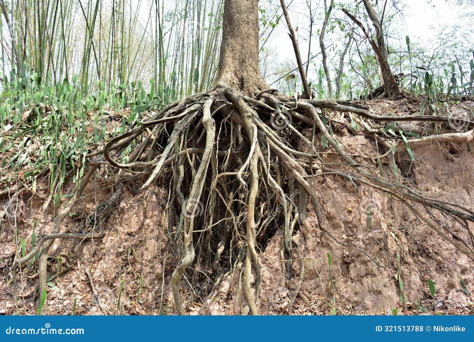 Tree with Twisted Roots in Asia. Stock Photo - Image of landscape ...