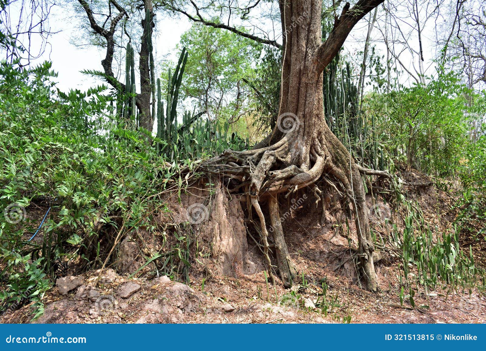 Tree with Twisted Roots in Asia. Stock Image - Image of mooresville ...