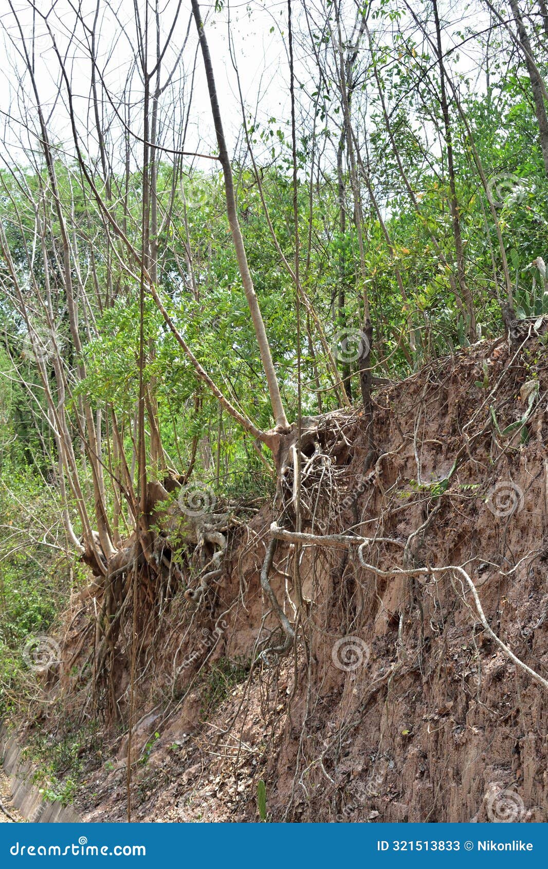Tree with Twisted Roots in Asia. Stock Image - Image of earthy, growing ...