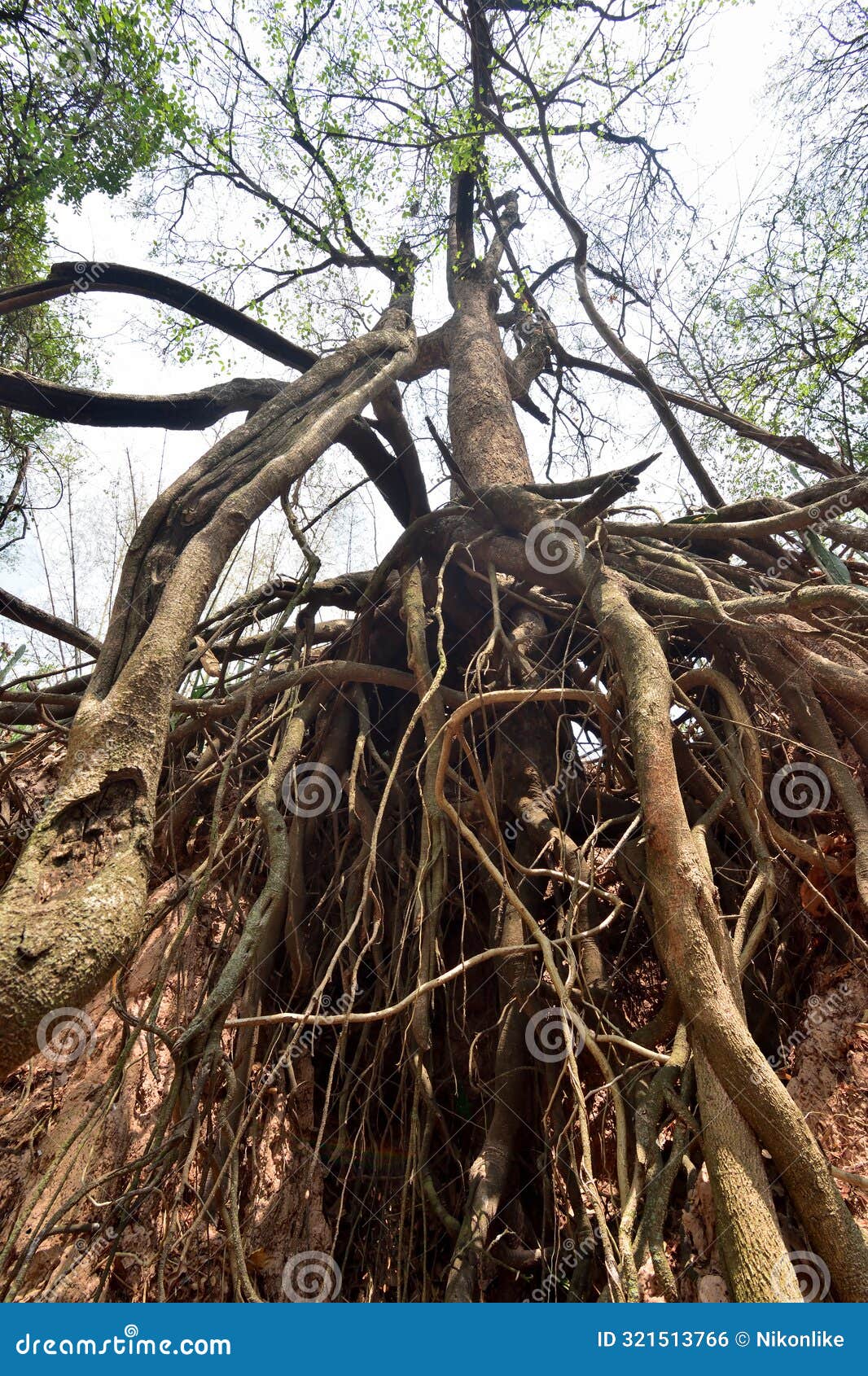 Tree with Twisted Roots in Asia. Stock Photo - Image of park, natural ...