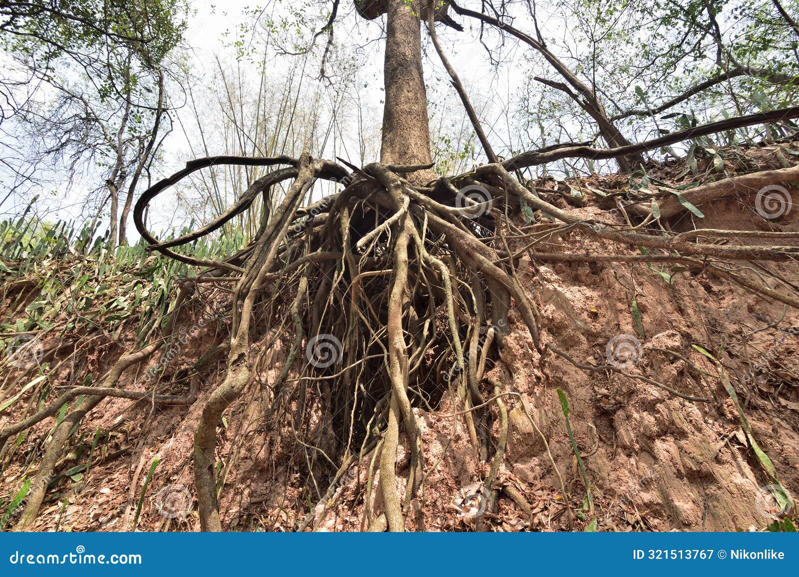 Tree with Twisted Roots in Asia. Stock Image - Image of colorful ...
