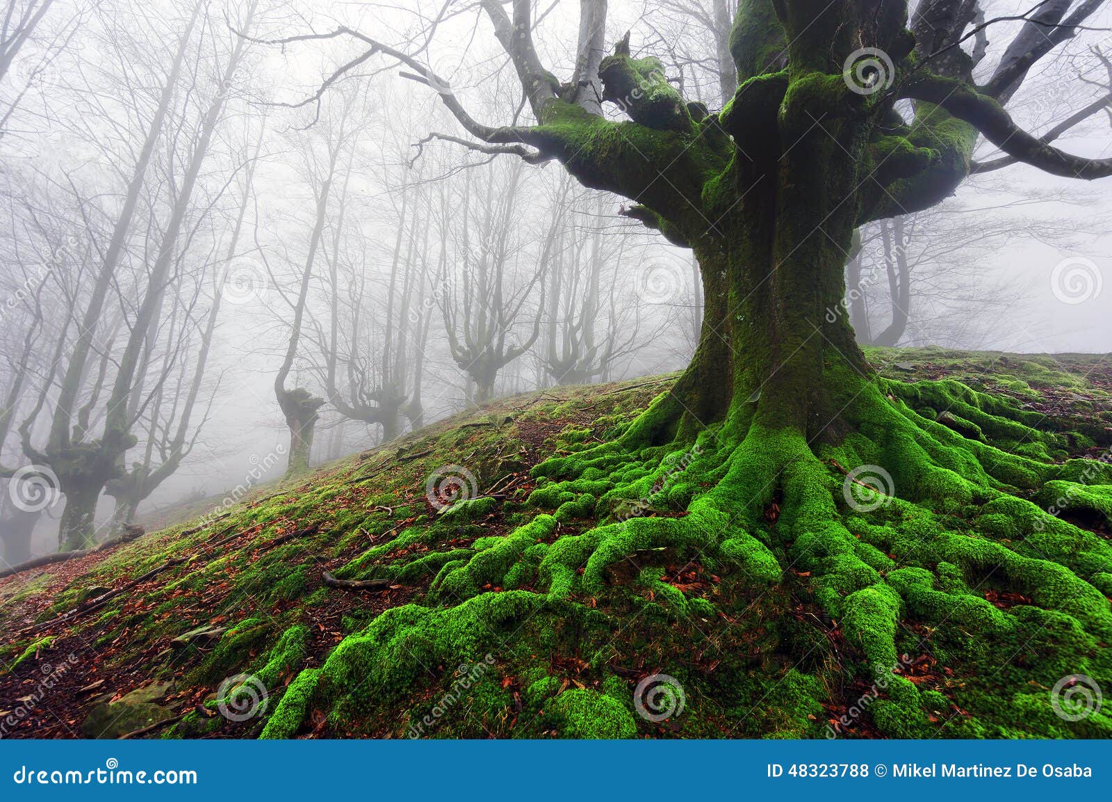 Twisted Roots And Stump Of Oak Tree In Corsica Stock Image ...