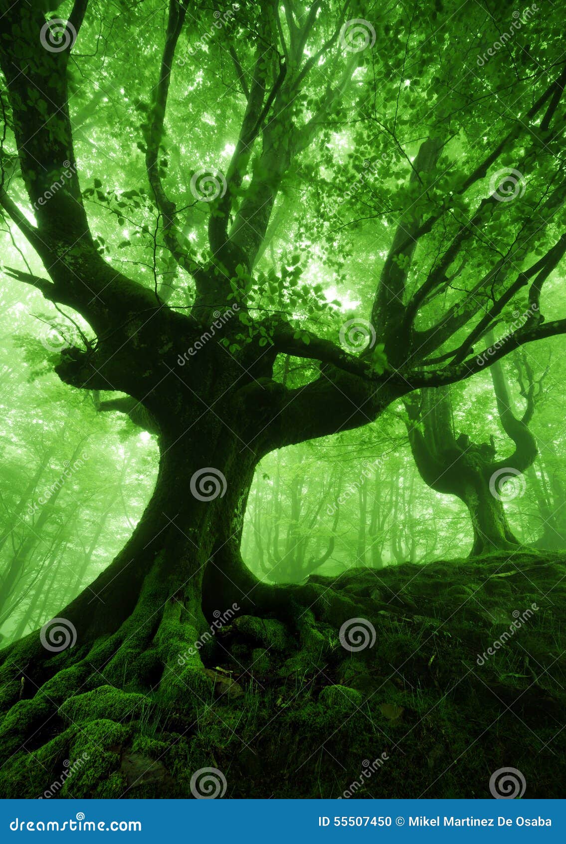Tree with Twisted Roots in Foggy Forest Stock Photo - Image of ...