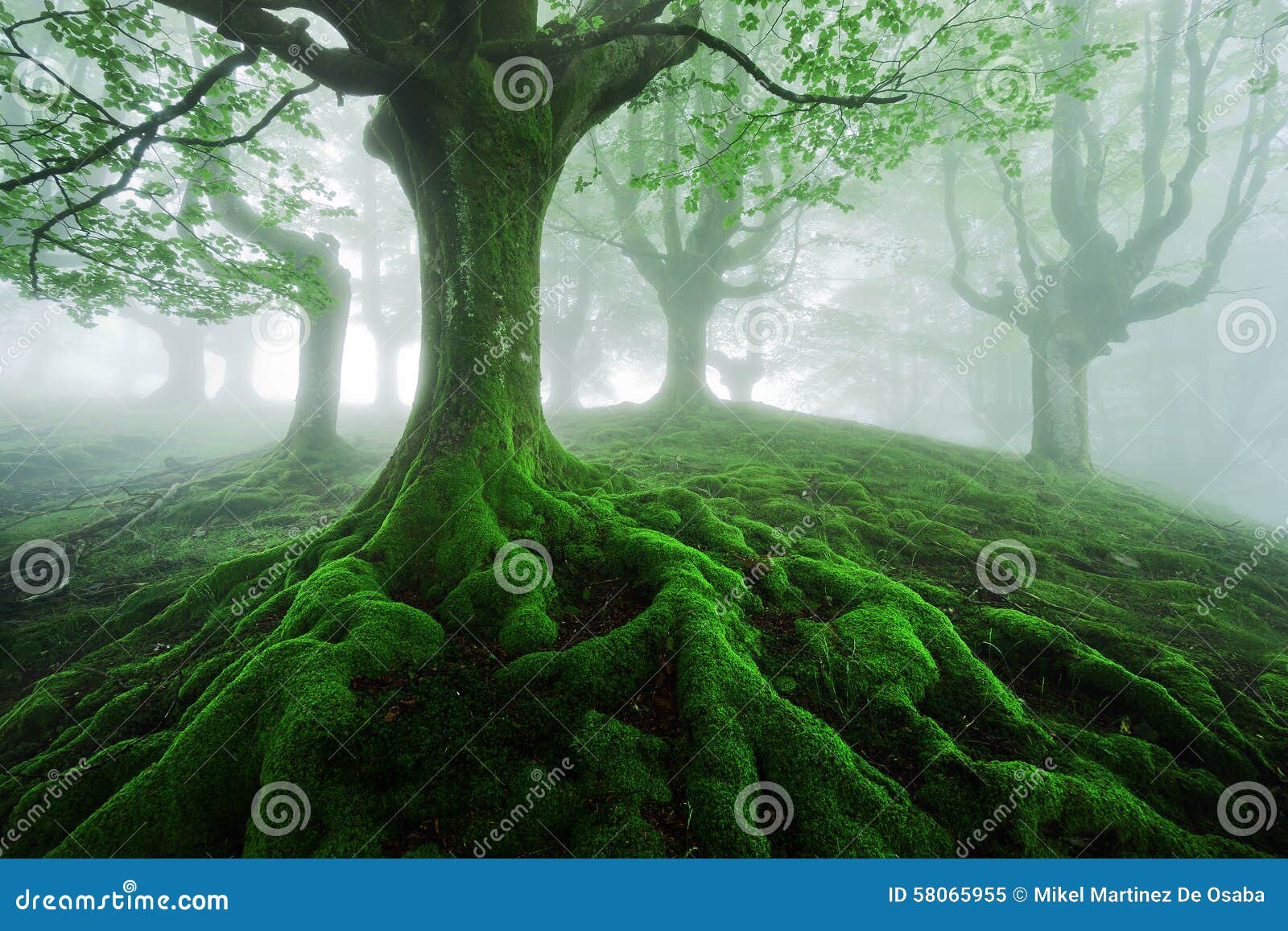 Tree with twisted roots stock image. Image of mist, hazy - 58065955