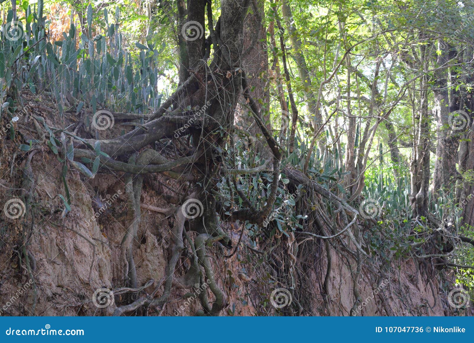 Tree with twisted roots. stock photo. Image of growth - 107047736