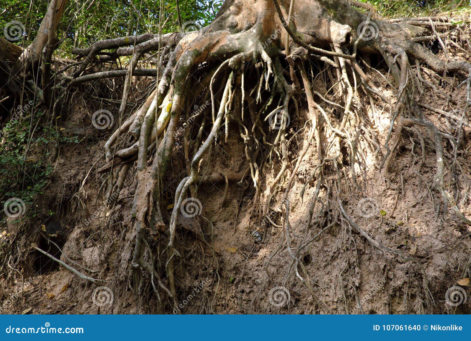 Tree with twisted roots. stock photo. Image of earthy - 107061640
