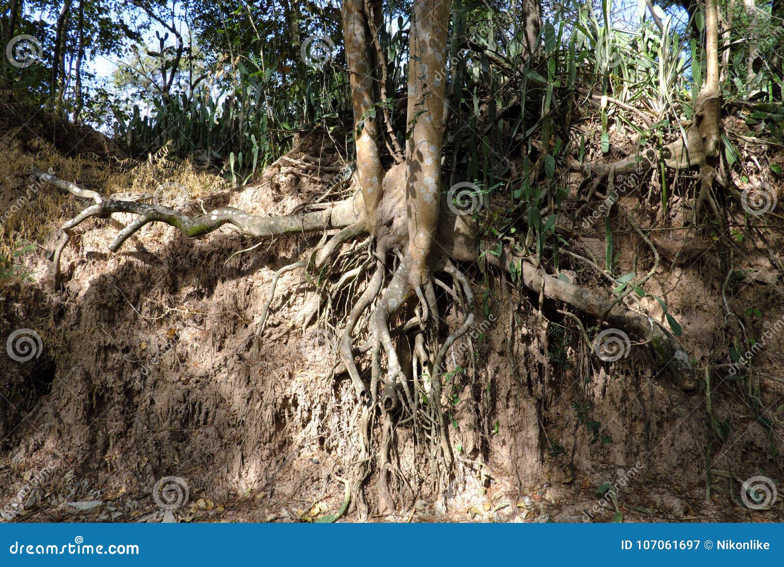 Tree with twisted roots. stock image. Image of park - 107061697