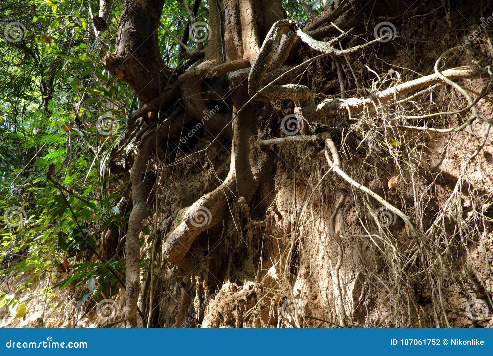 Tree with twisted roots. stock photo. Image of organic - 107061752