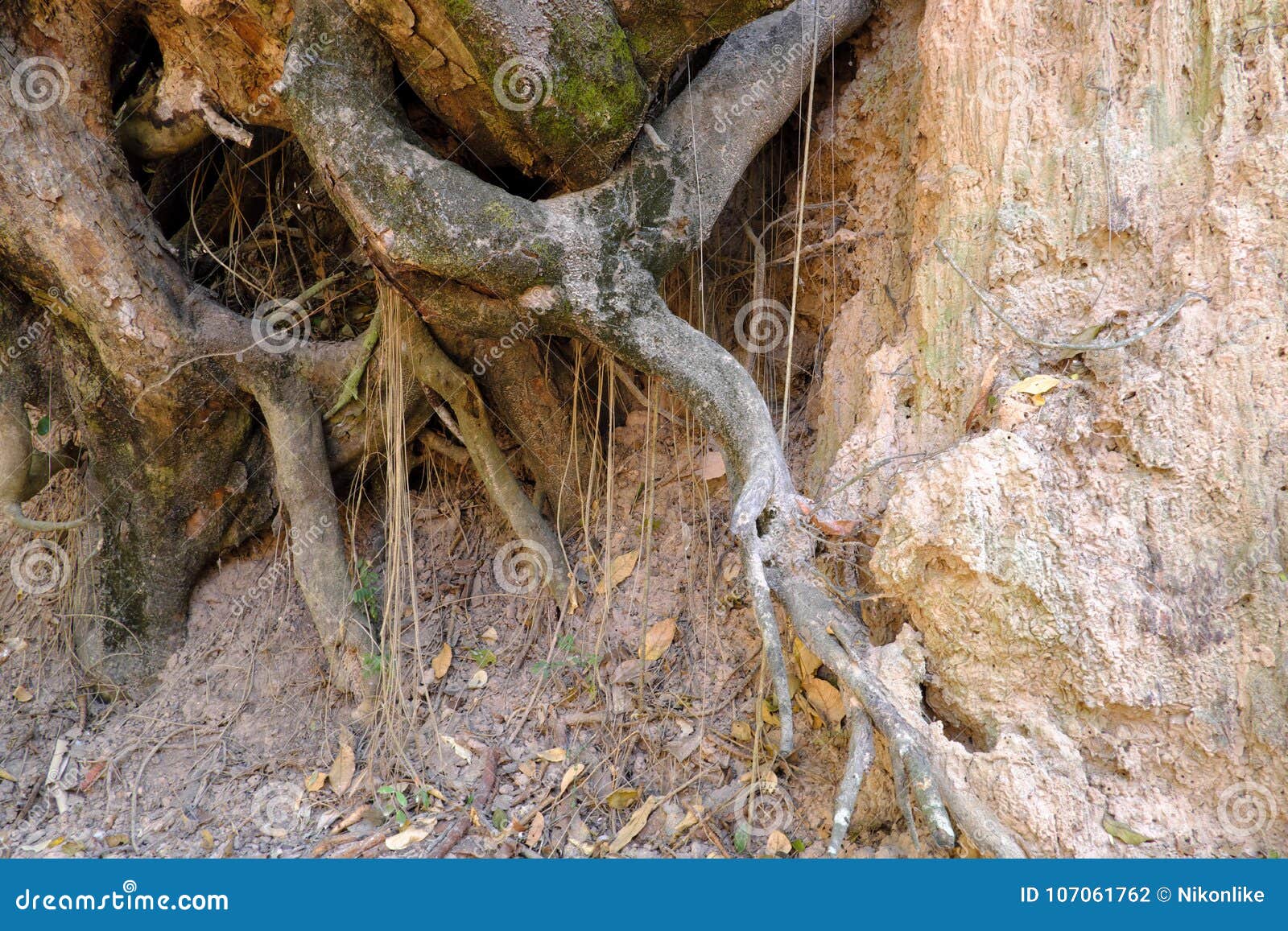 Tree with twisted roots. stock photo. Image of landscape - 107061762