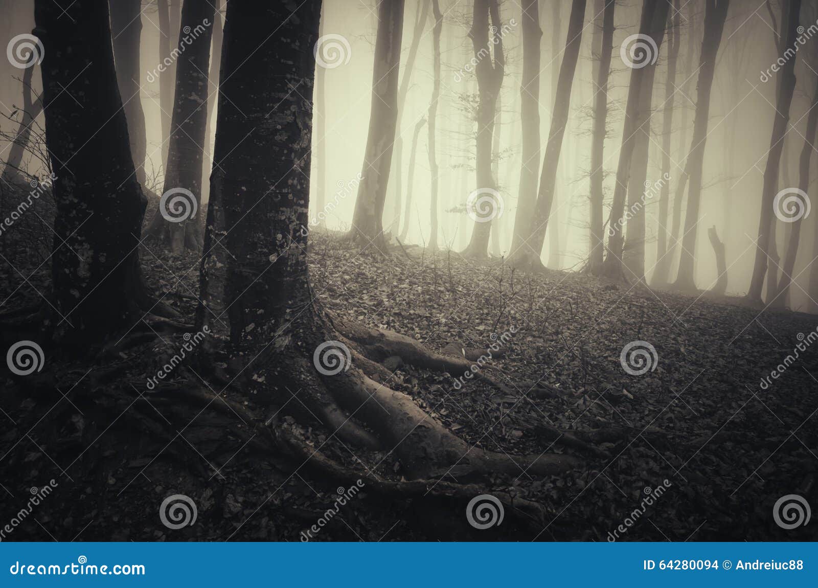 Tree with Twisted Roots in Haunted Halloween Forest with Fog Stock ...