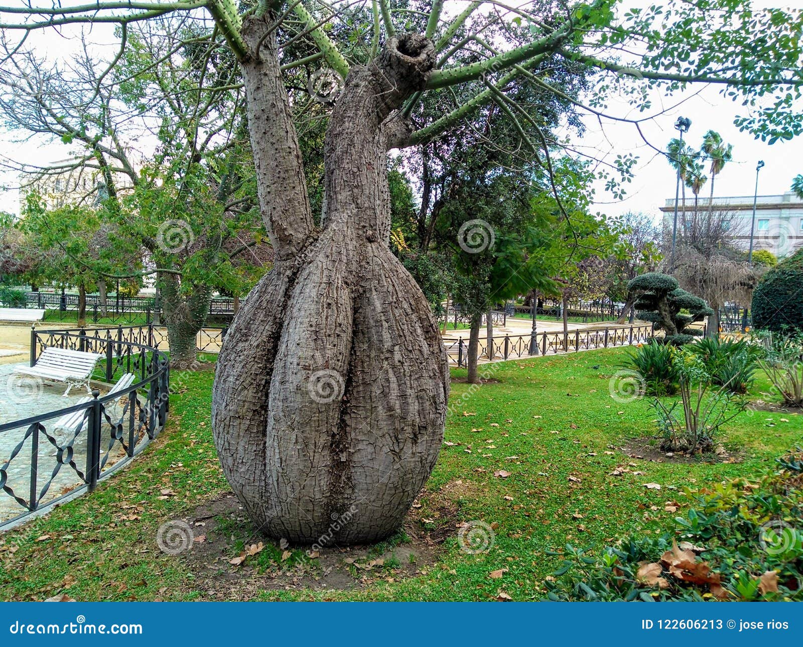 Twisted stock image. Image of trunk, twisted, branch - 122606213
