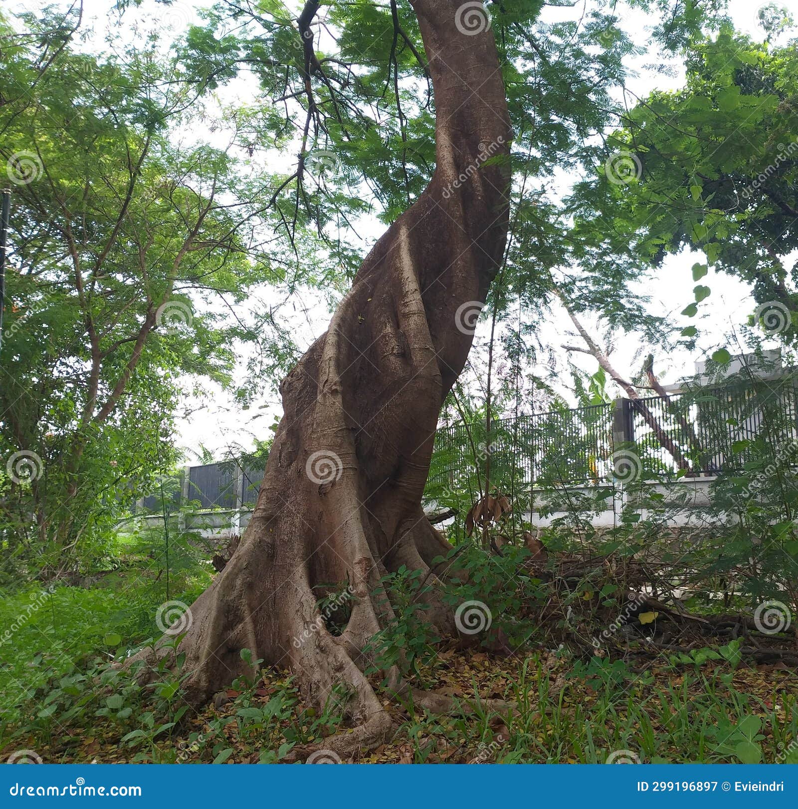 Tree with a Twisted Trunk at the Park Stock Image - Image of park ...