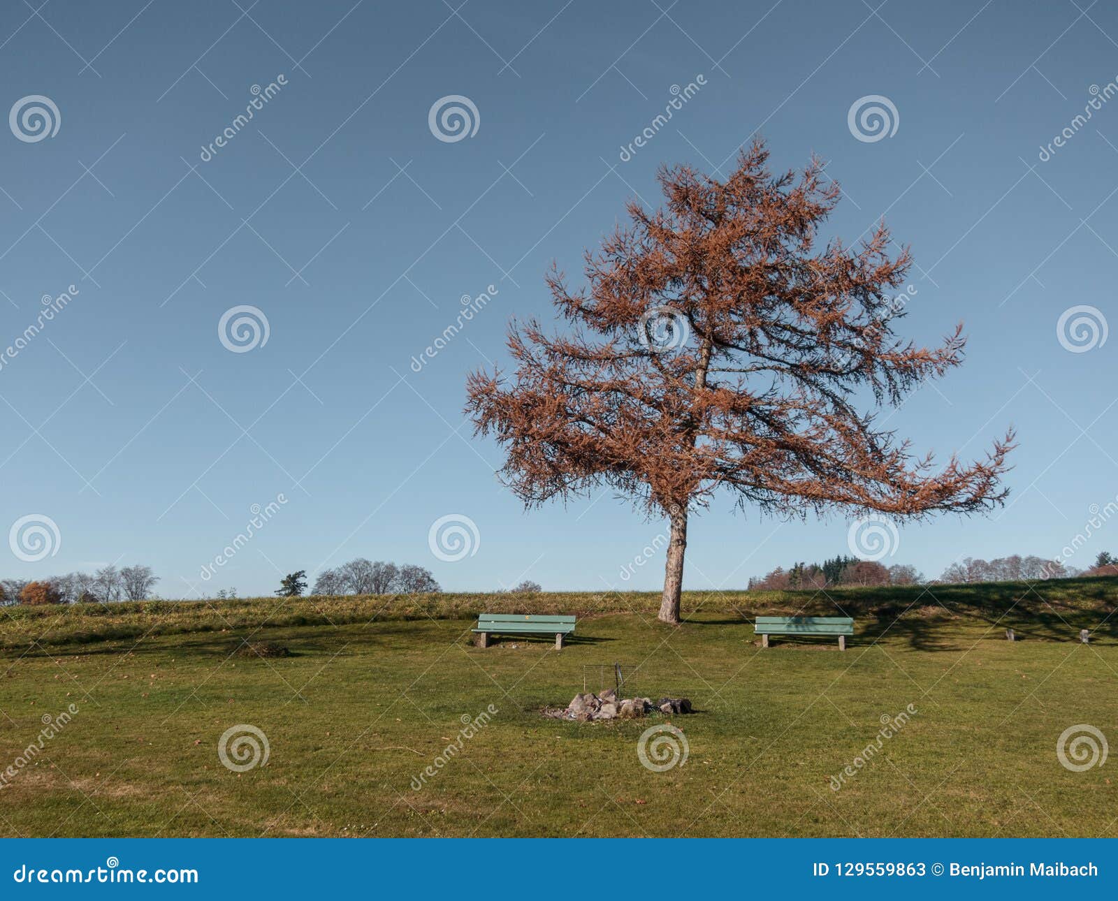 Tree with Two Benches in the Countryside Stock Image - Image of colour ...
