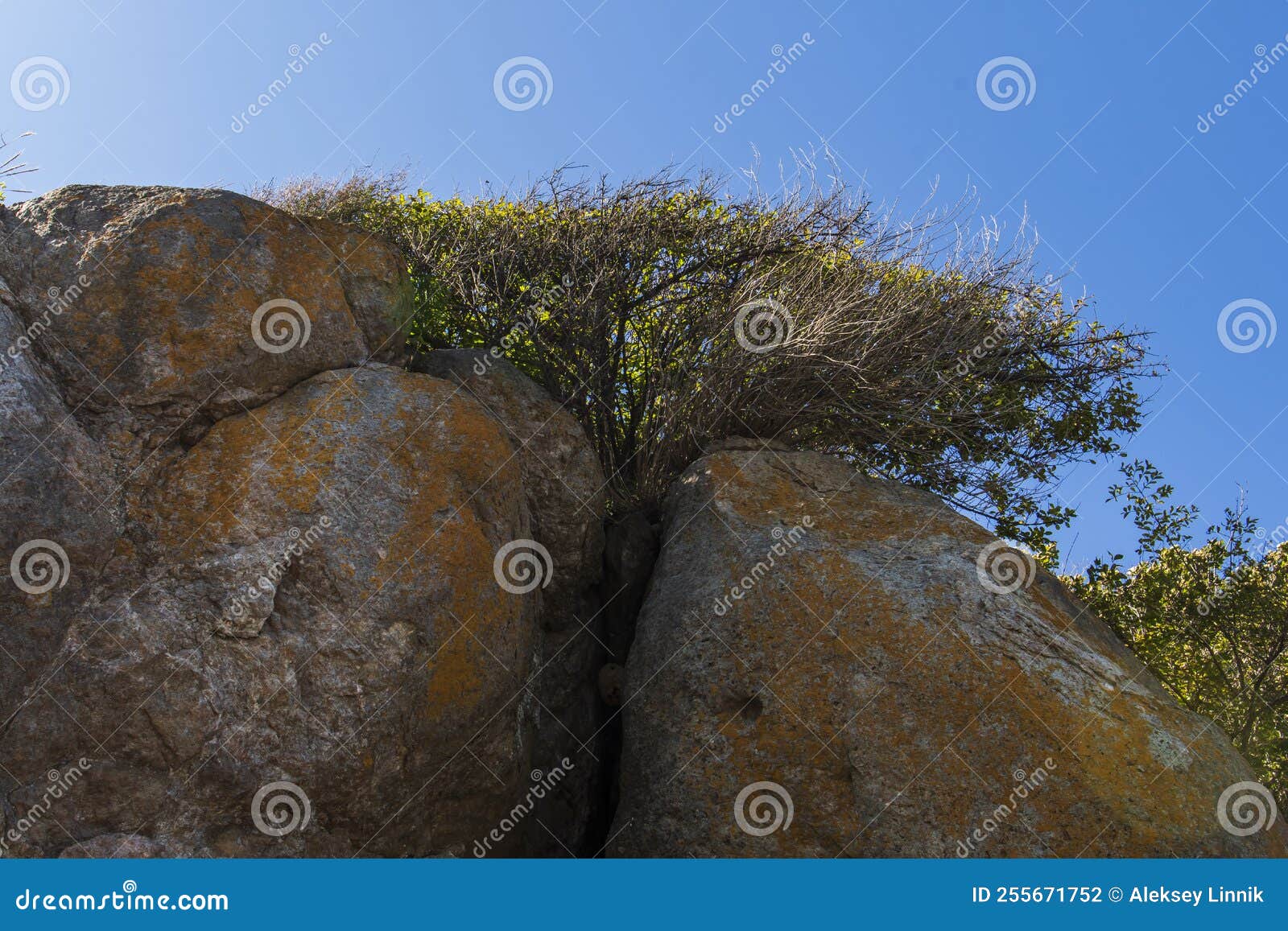 A Tree between Two Boulders Stock Photo - Image of stones, travel ...