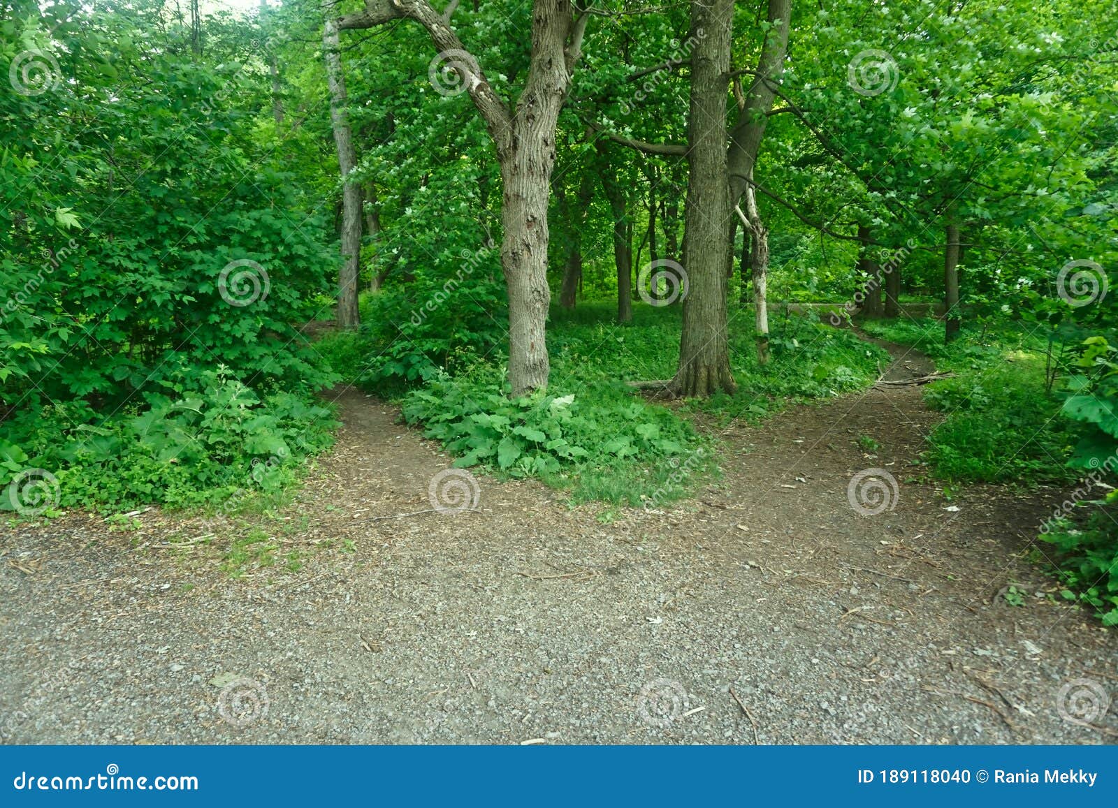 A Tree between Two Pathways in the Wood. Stock Photo - Image of fresh ...