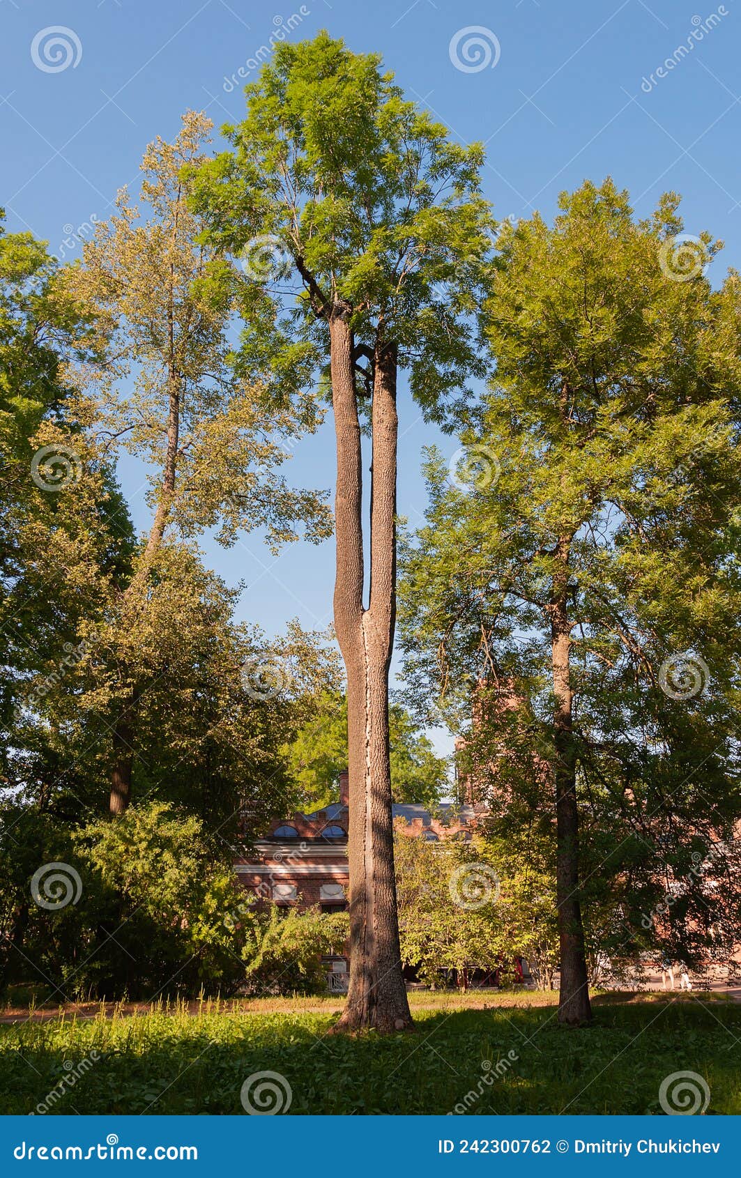 A Tree with Two Trunks in a City Park Stock Photo - Image of funny ...
