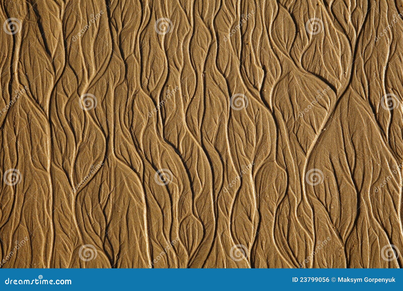 Tree-type Texture on the Sand Beach Stock Photo - Image of close ...