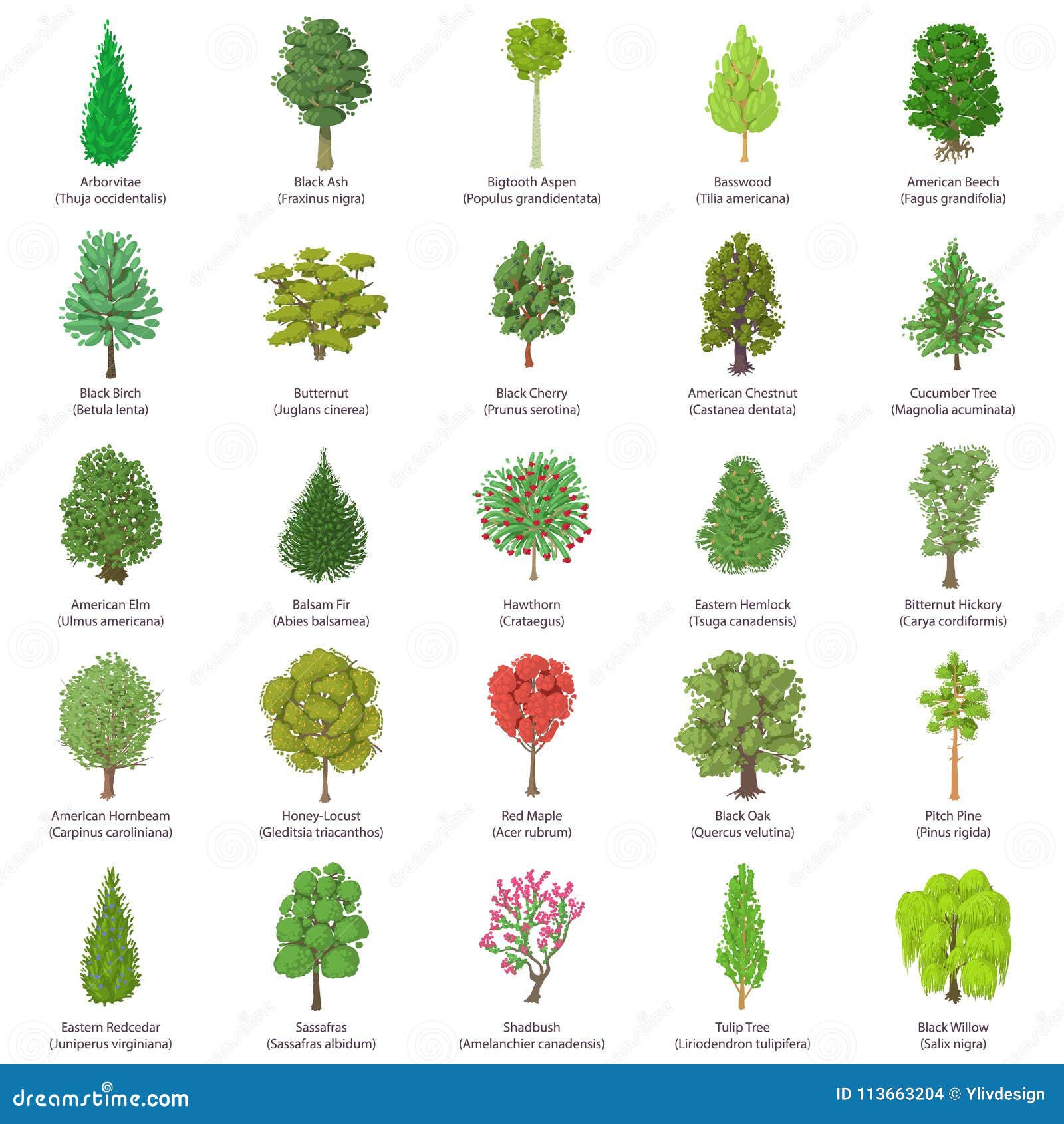 Tree Types Icons Set, Isometric Style Stock Vector - Illustration of ...