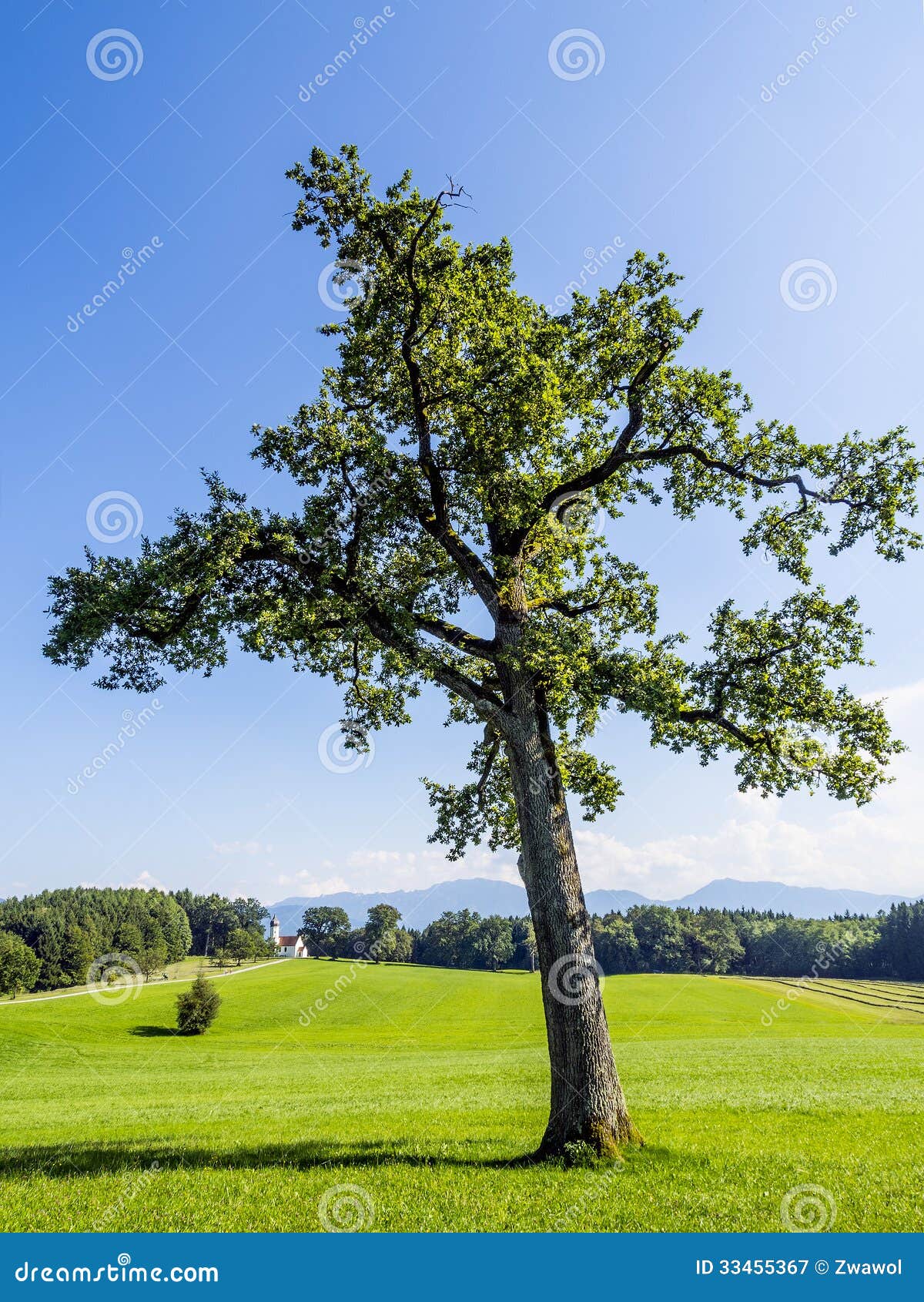 Tree in Typical Bavarian Landscape Stock Image - Image of historic ...