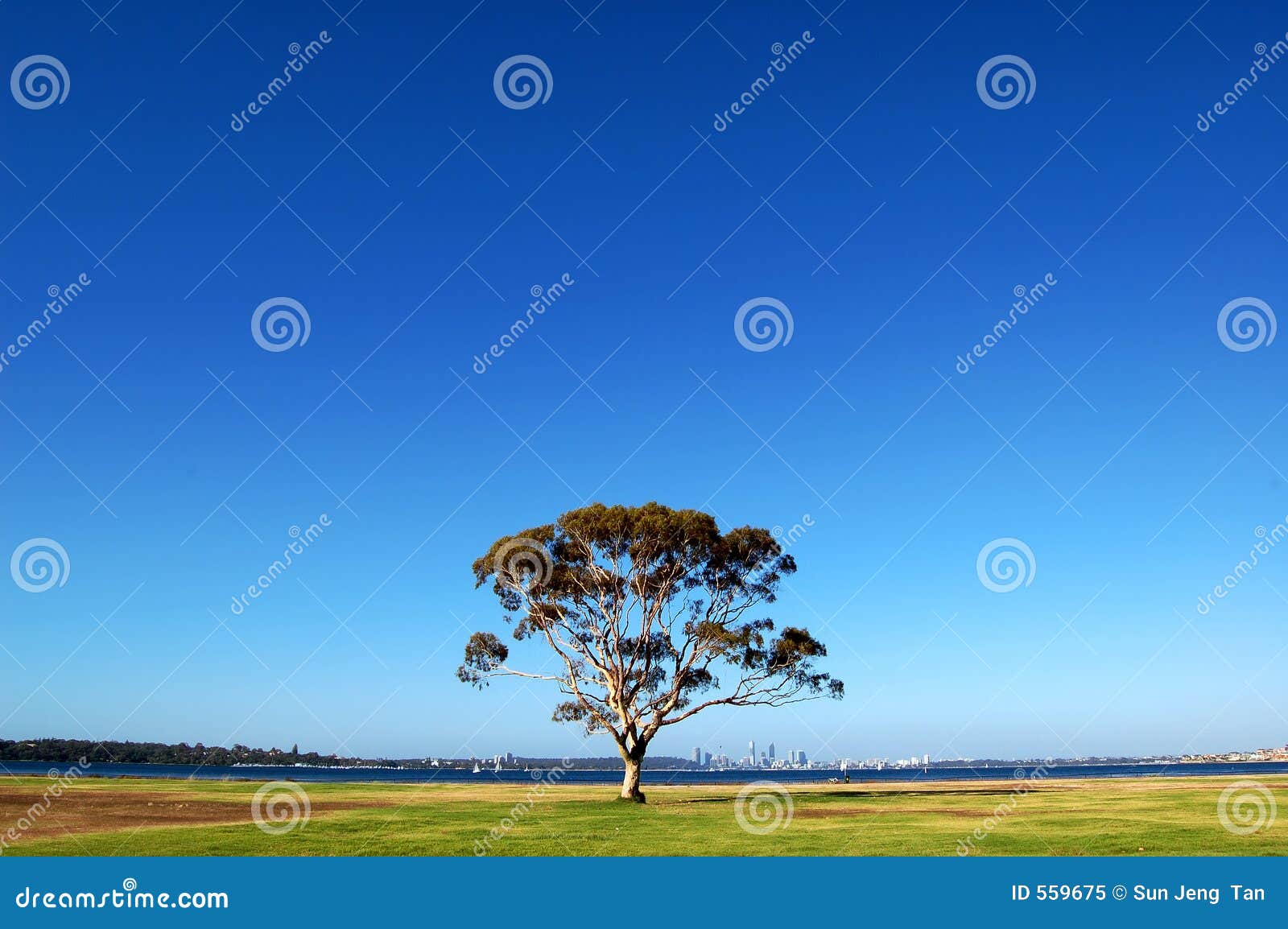 Tree Under Blue Sky stock image. Image of nature, hope - 559675