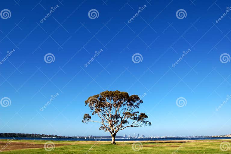 Tree Under Blue Sky stock image. Image of nature, hope - 559675