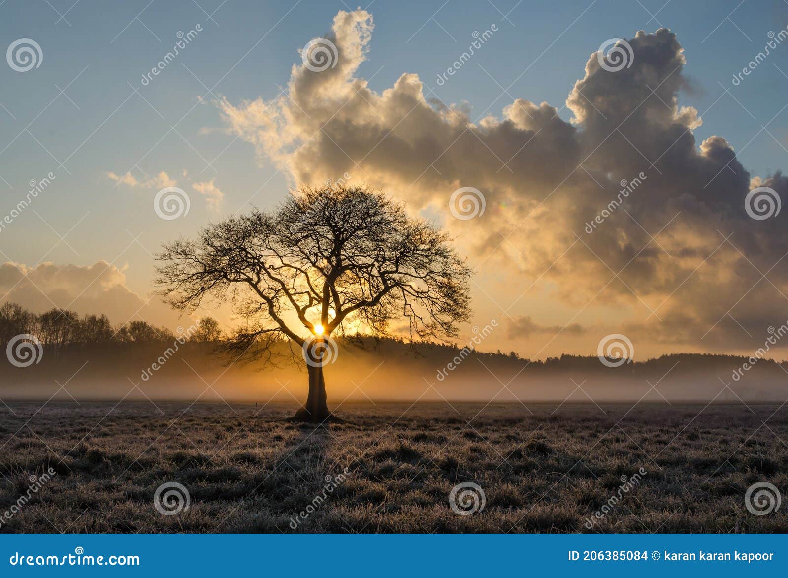 Tree Under Blue Sky in Sunset Stock Photo - Image of lake, summer ...