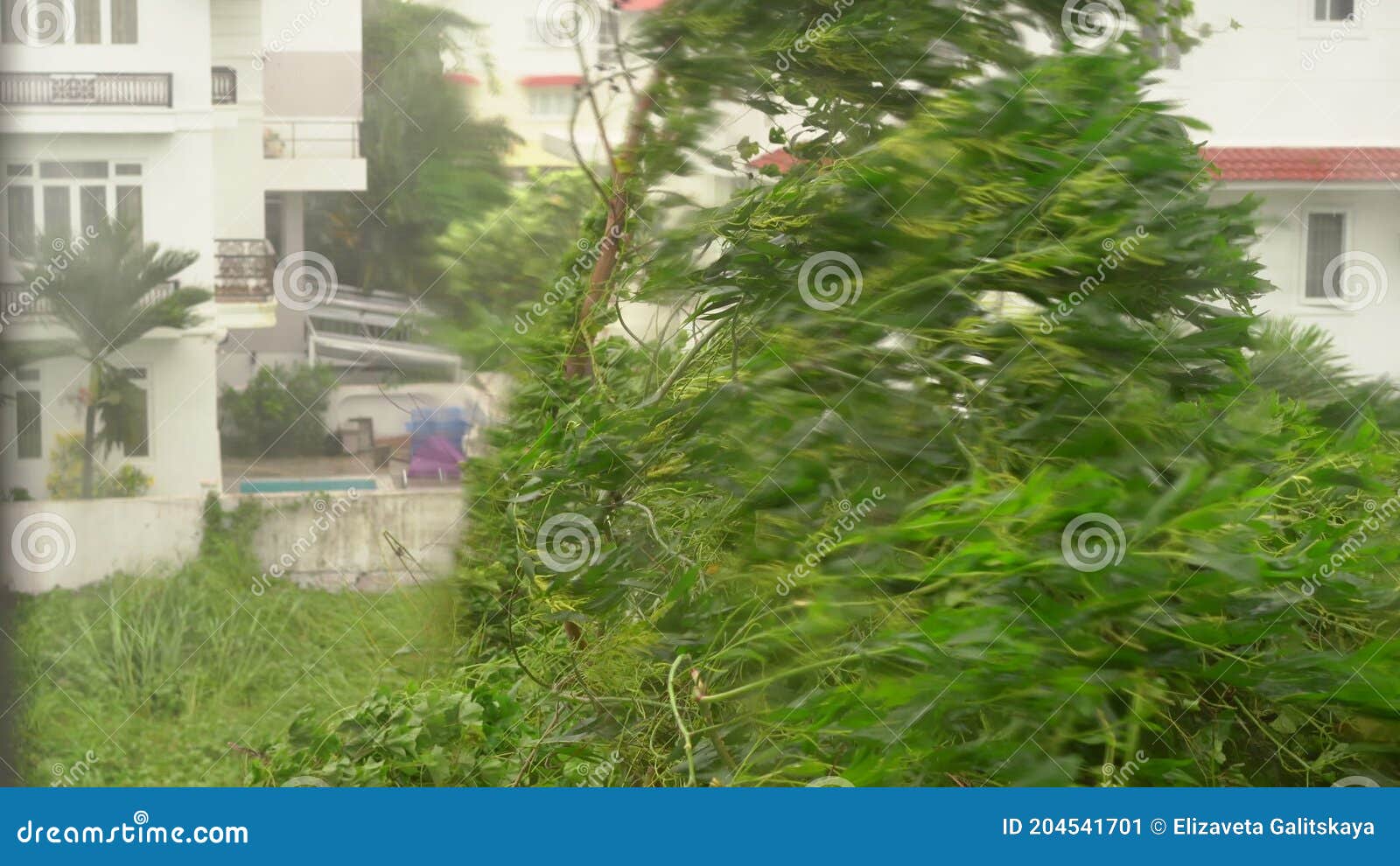 A Tree Under Heavy Rain and Very Strong Wind. Shot through a Rain ...