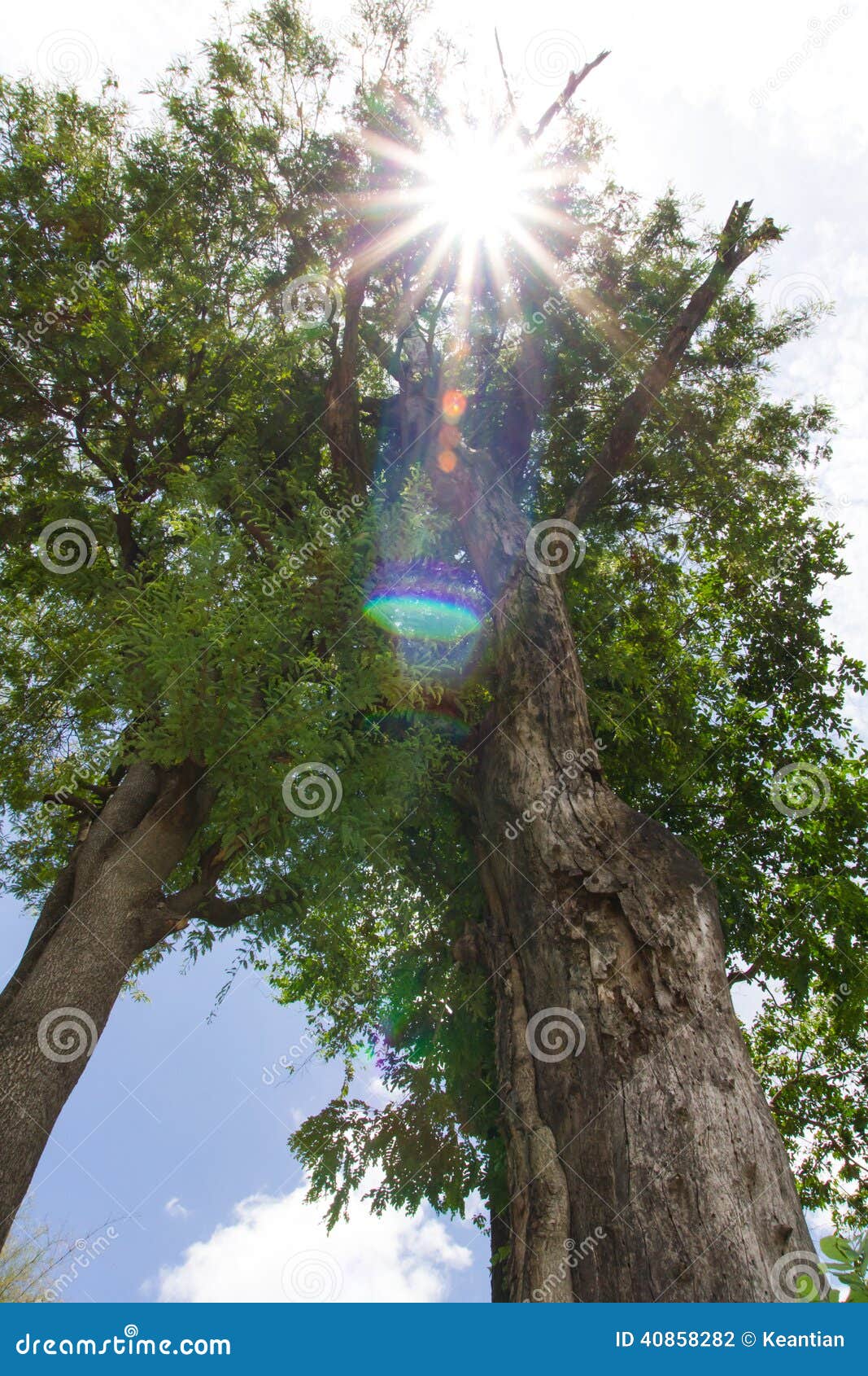 Tree under the hot sun stock photo. Image of dead, nature - 40858282
