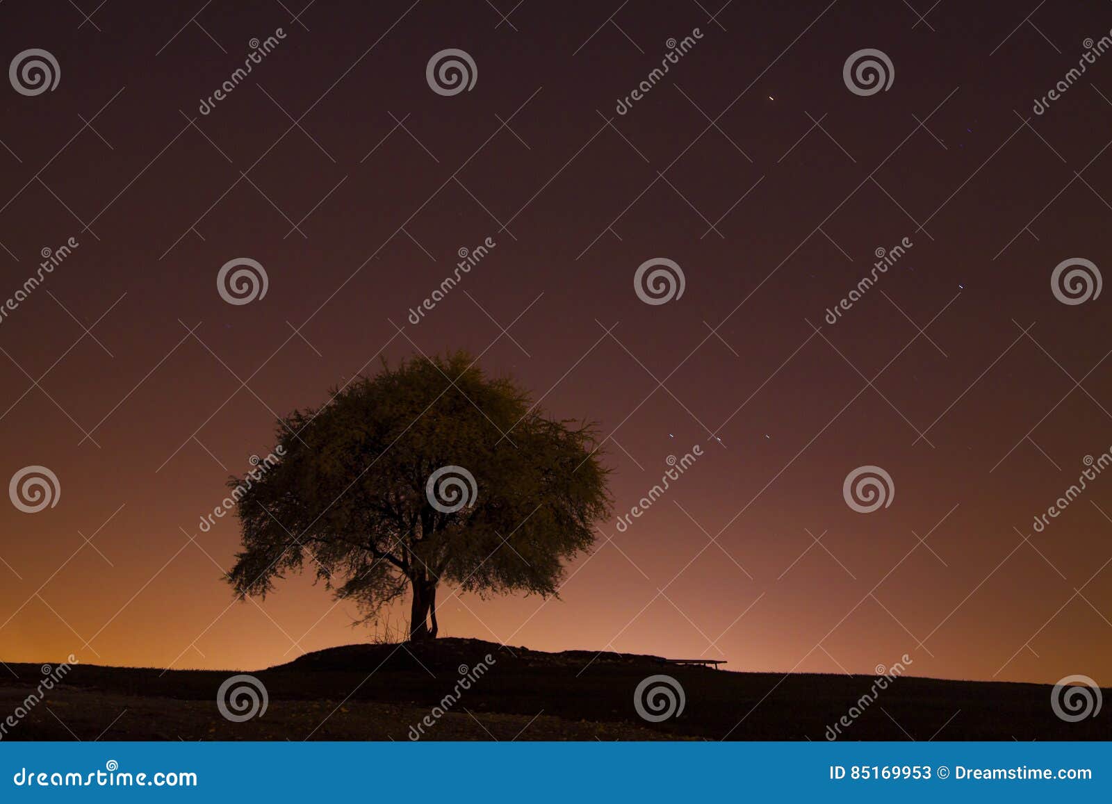 Tree under the night sky stock image. Image of phenomenon - 85169953