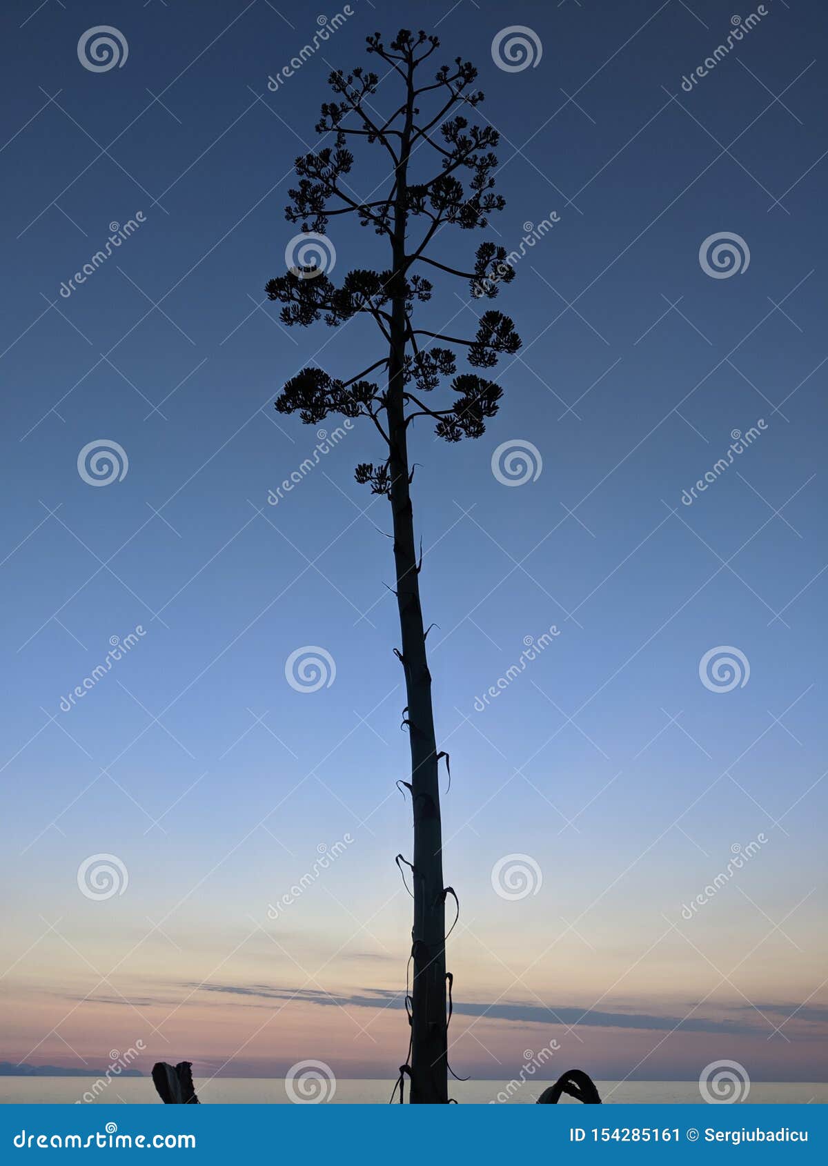 Tree under sea beach stock image. Image of tree, beach - 154285161