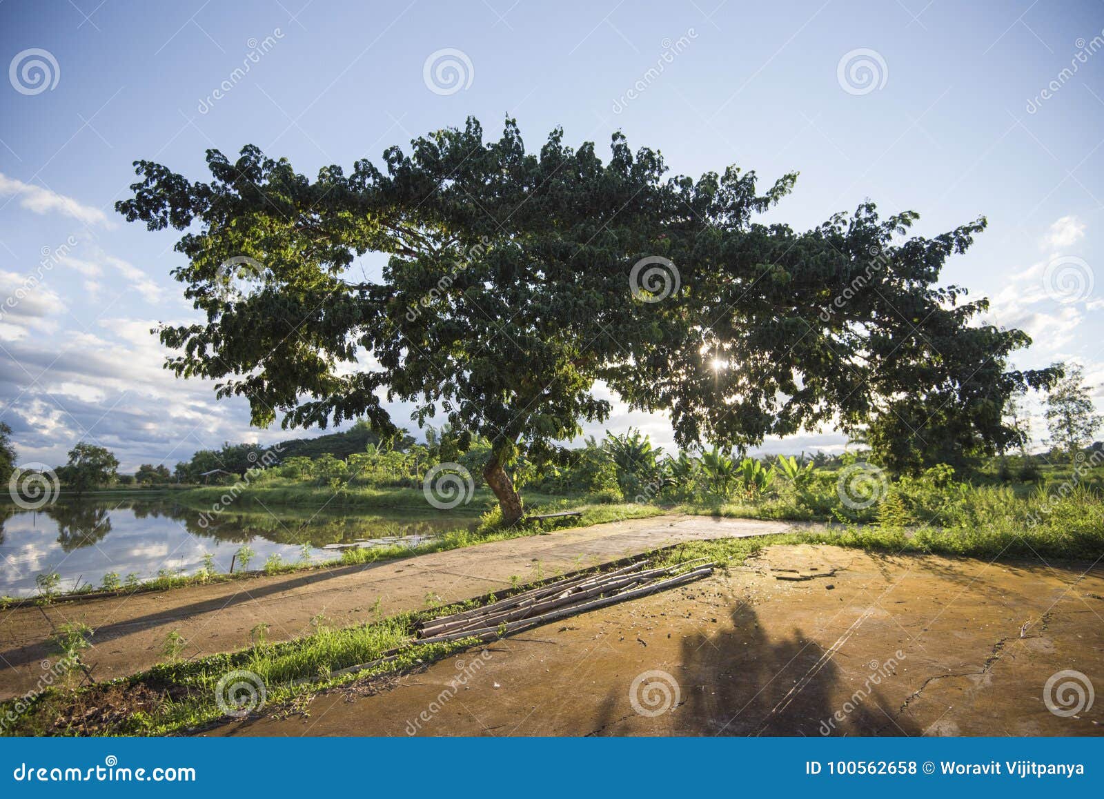 Tree Under Shadow of the Sun Stock Photo - Image of landscape, holiday ...