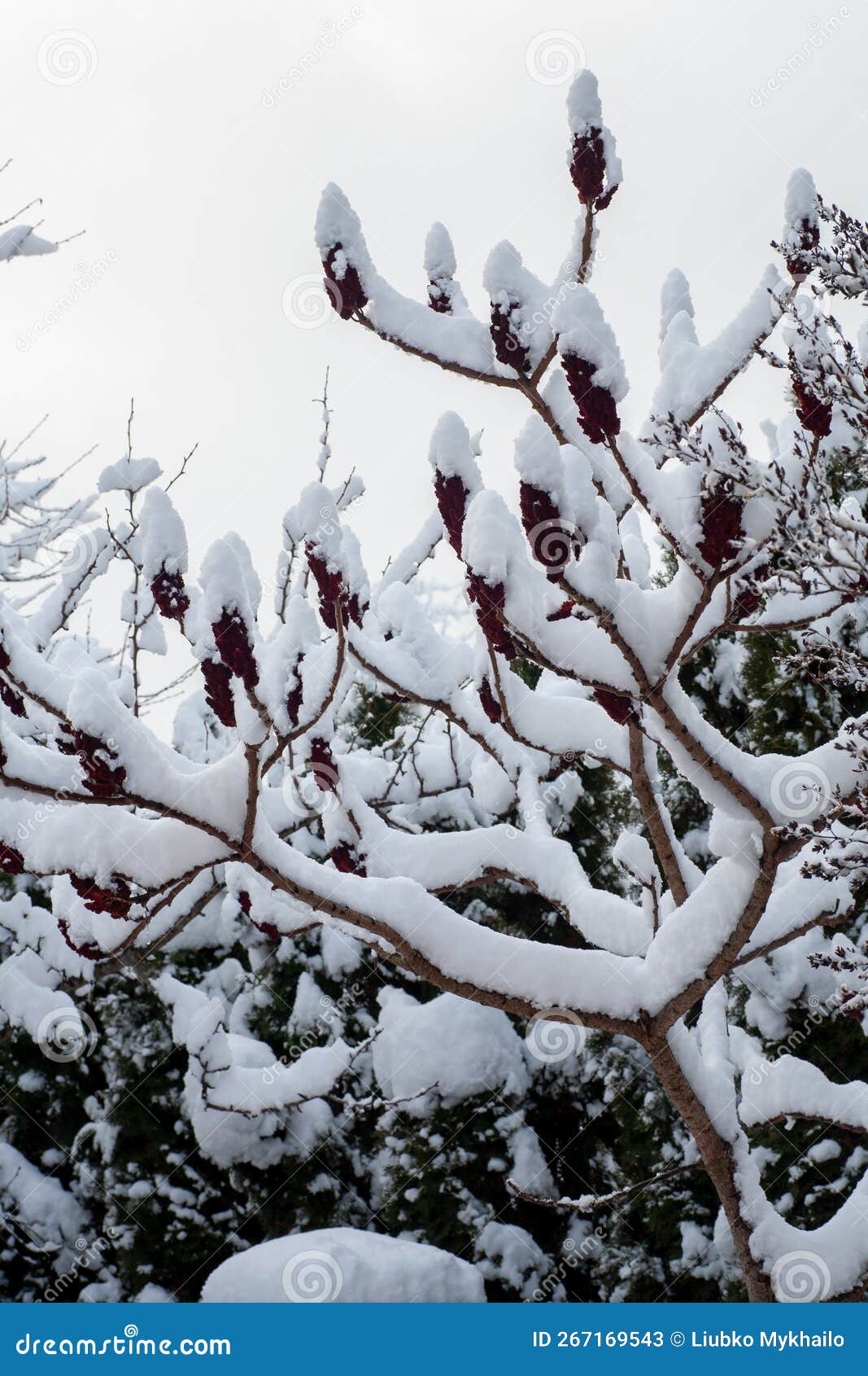 Tree under the snow. stock image. Image of beauty, winter - 267169543