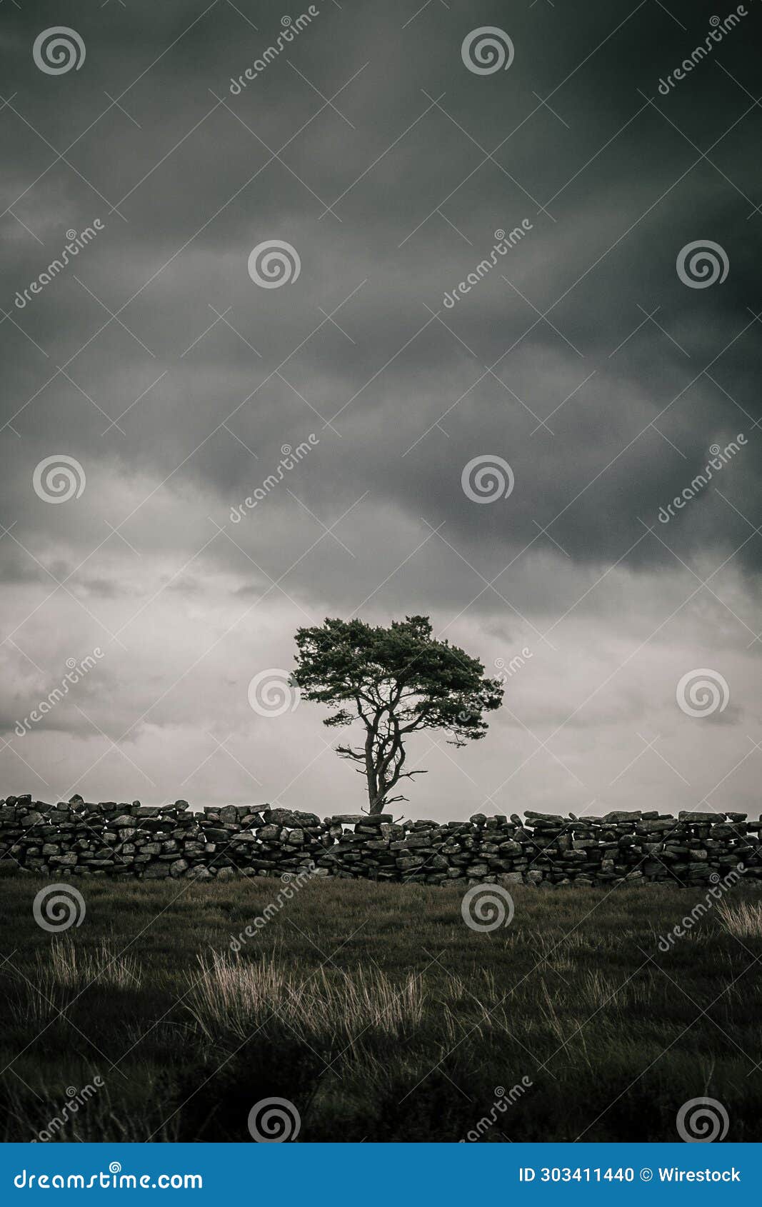 Tree Under the Stormy Clouds Loom in the Sky Over the Yorkshire Moors ...