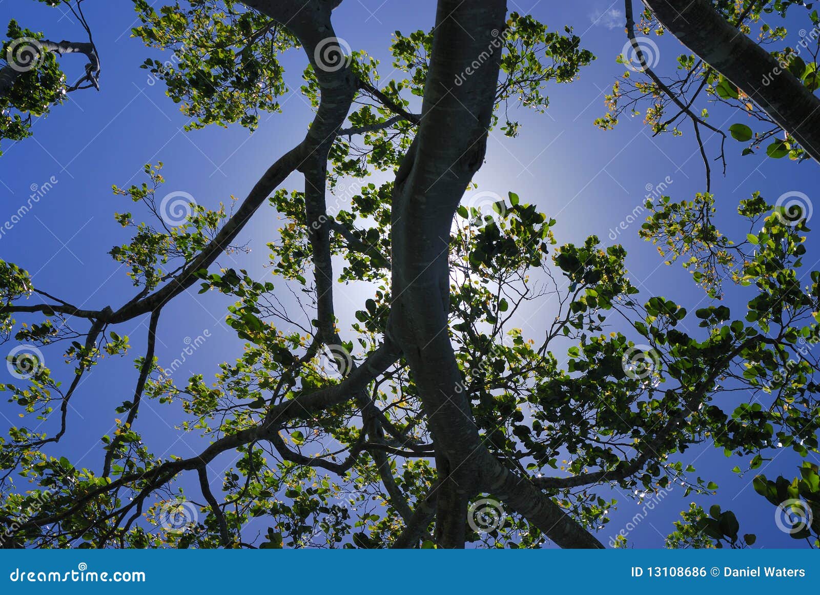 Tree under the sun stock photo. Image of green, branch - 13108686