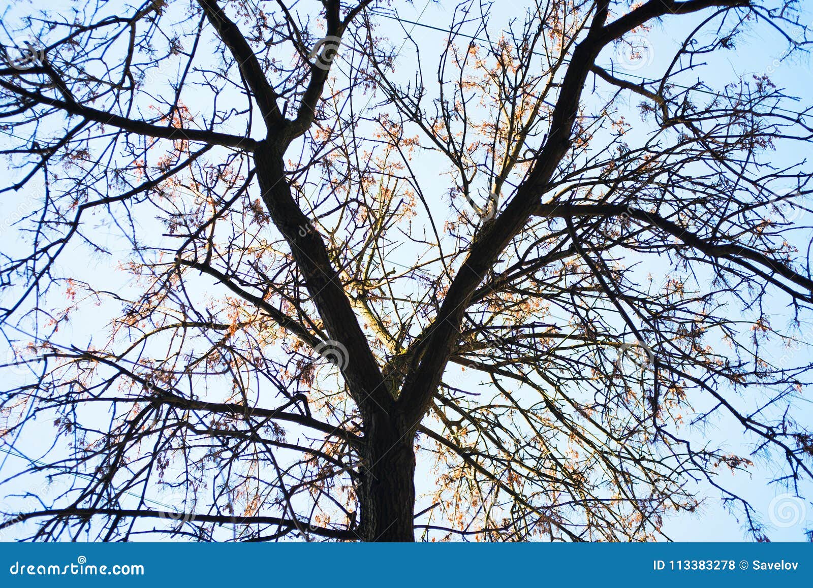 Tree Under the Sun and Blue Sky Stock Photo - Image of seasonal, summer ...