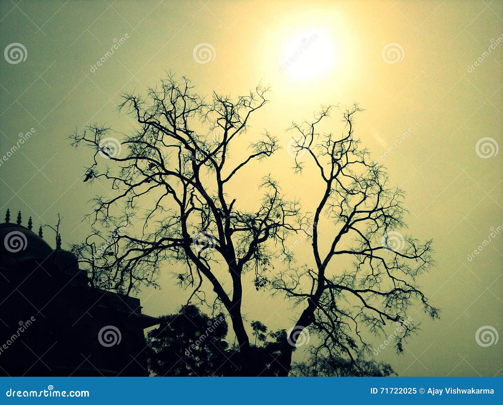 Tree under Sun stock image. Image of setting, dreamy - 71722025