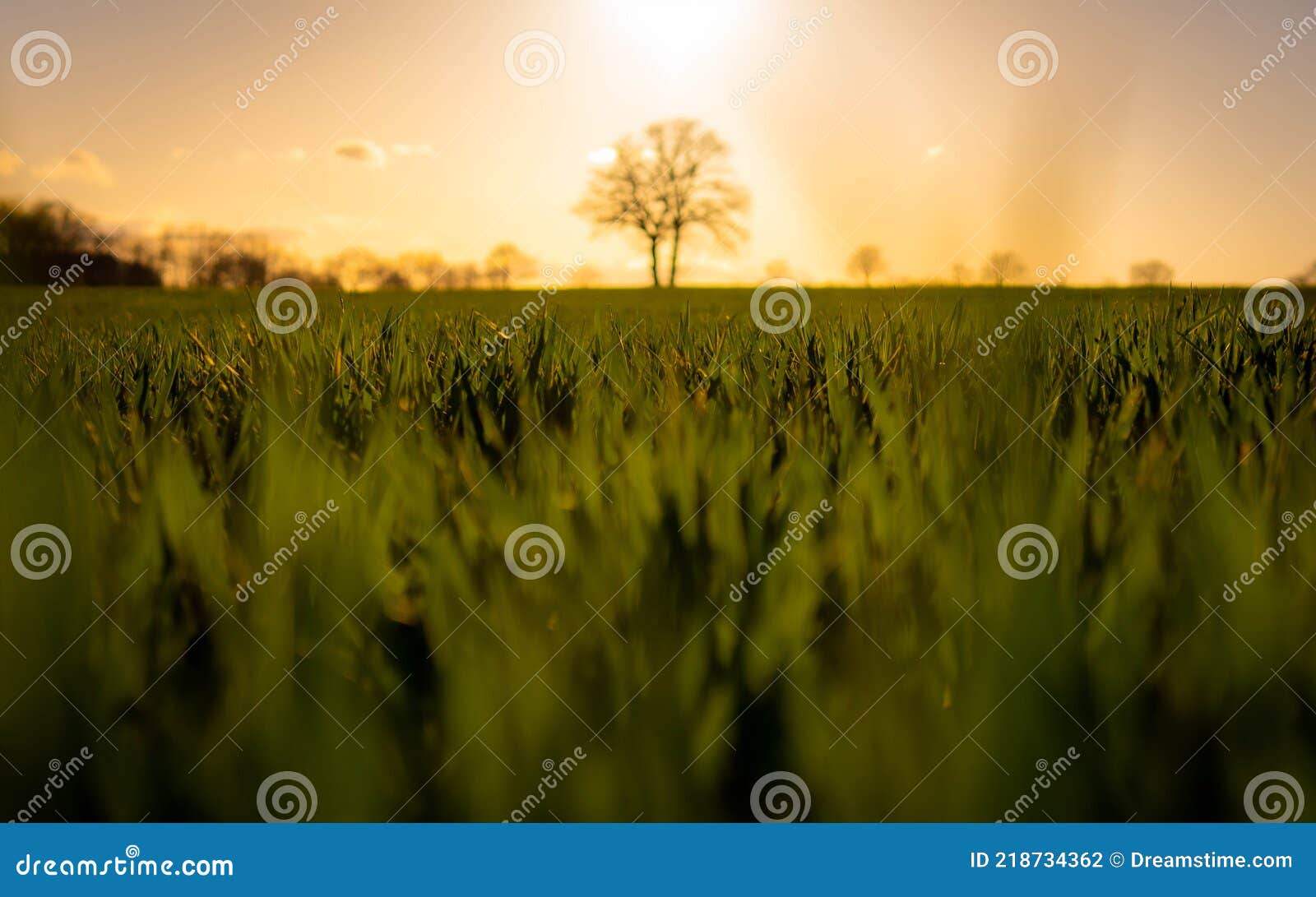 Tree Under Sun on a Green Field on Sunny Day in Spring Stock Photo ...