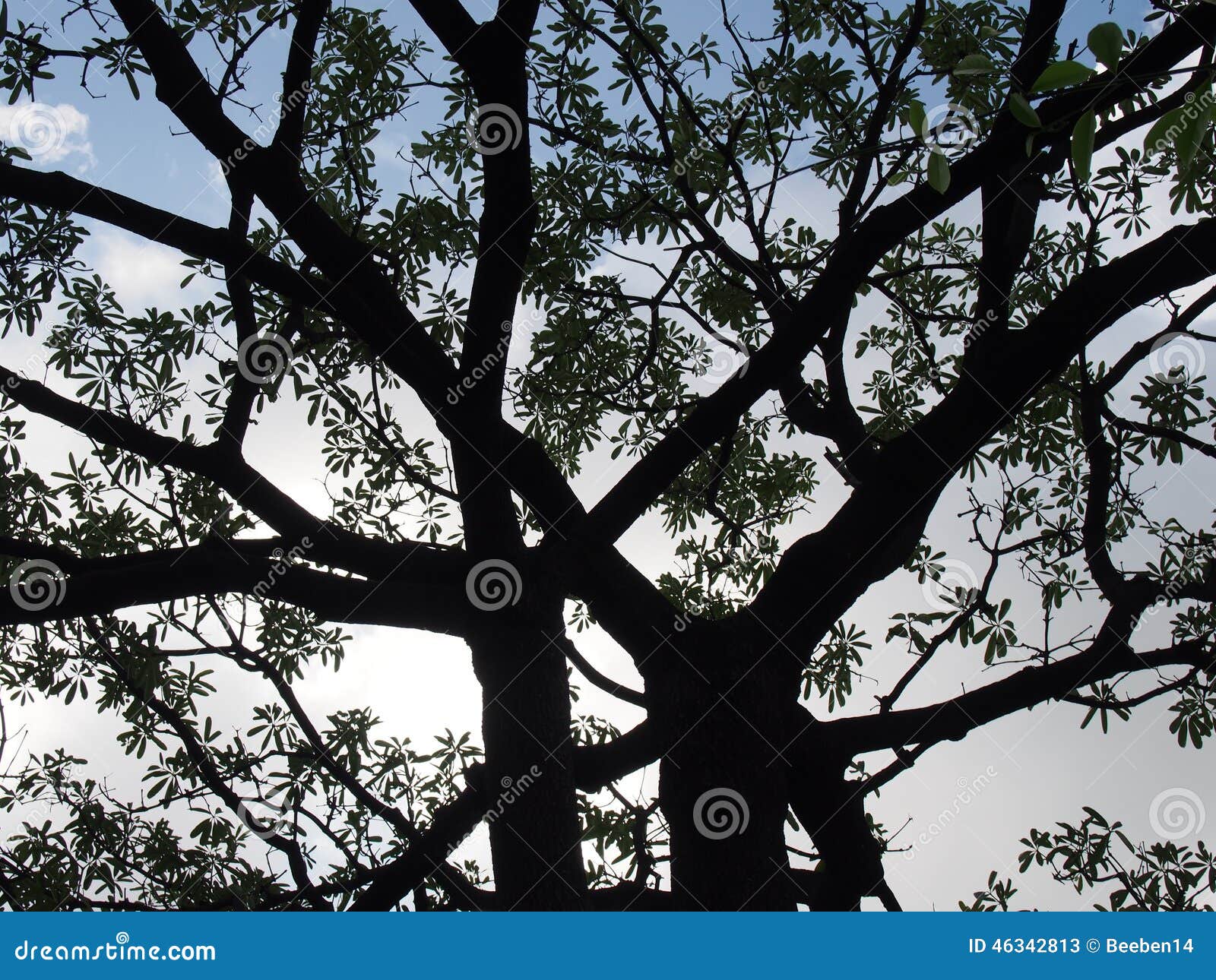 Tree Under Sun Light As the Same Silhouette Stock Image - Image of ...