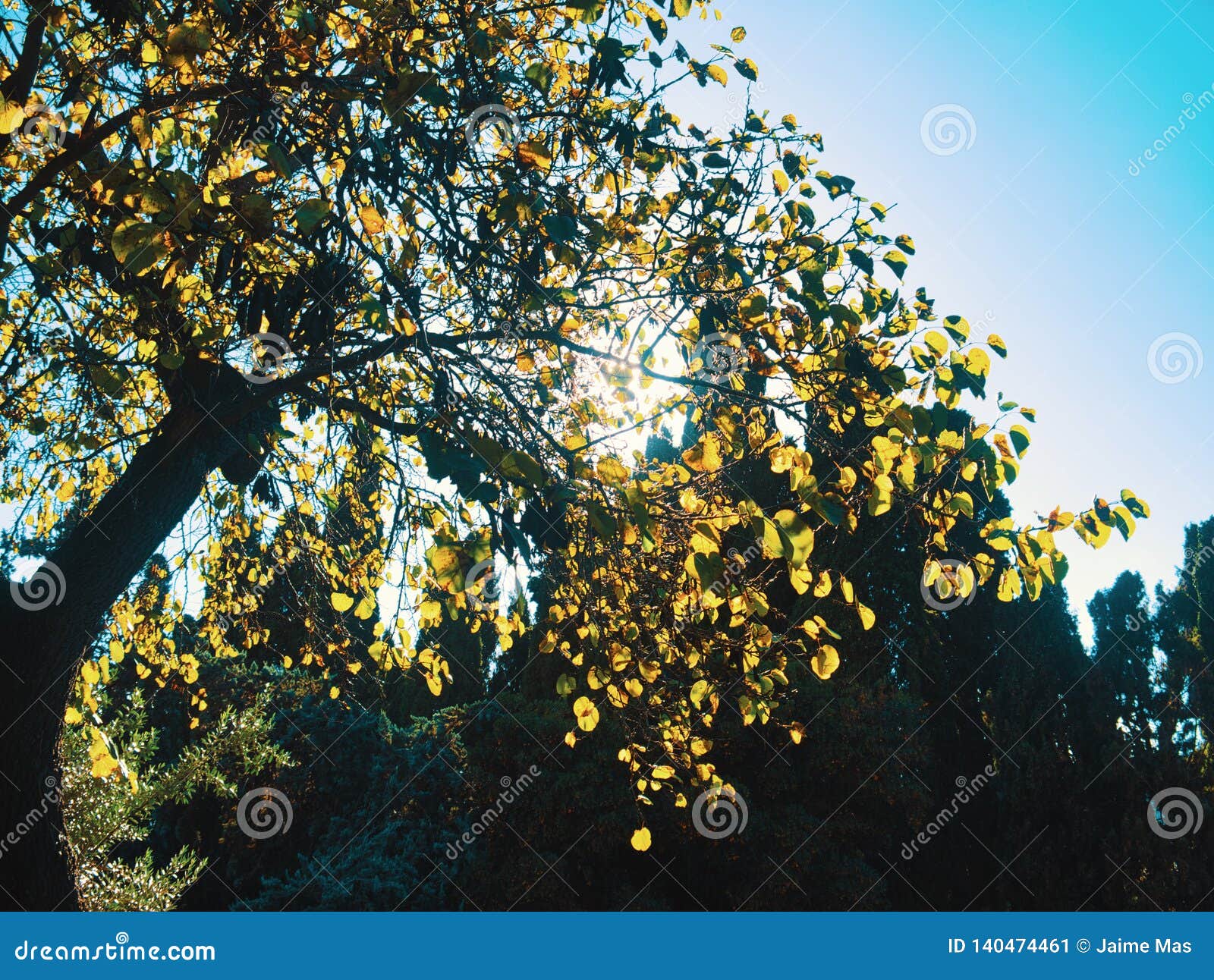 Tree Under the Sun in Mallorca Island, Spain Stock Image - Image of ...