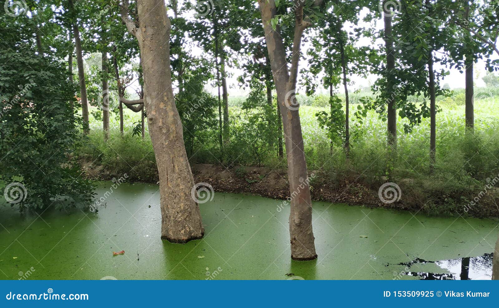 Tree are Under Water Logging Condition after Raining. Stock Image ...