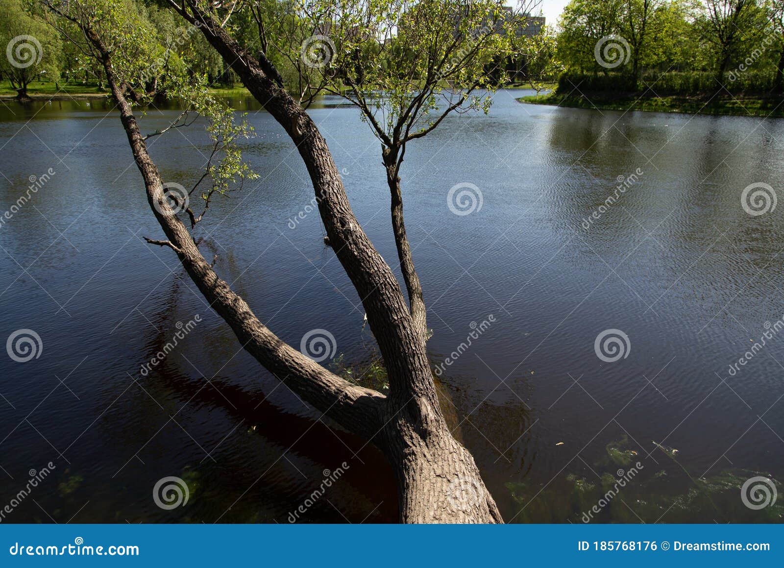 Tree Under the Water in Park Stock Photo - Image of wood, wooden: 185768176